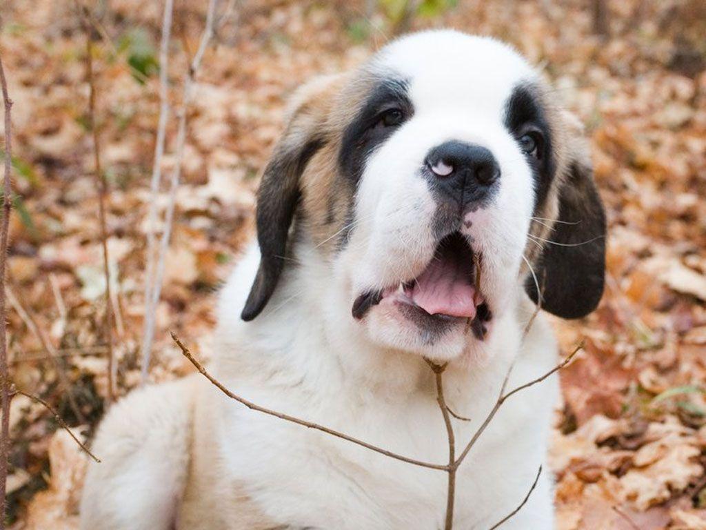 Saint Brand Dog Wallpapers - Wallpaper Cave