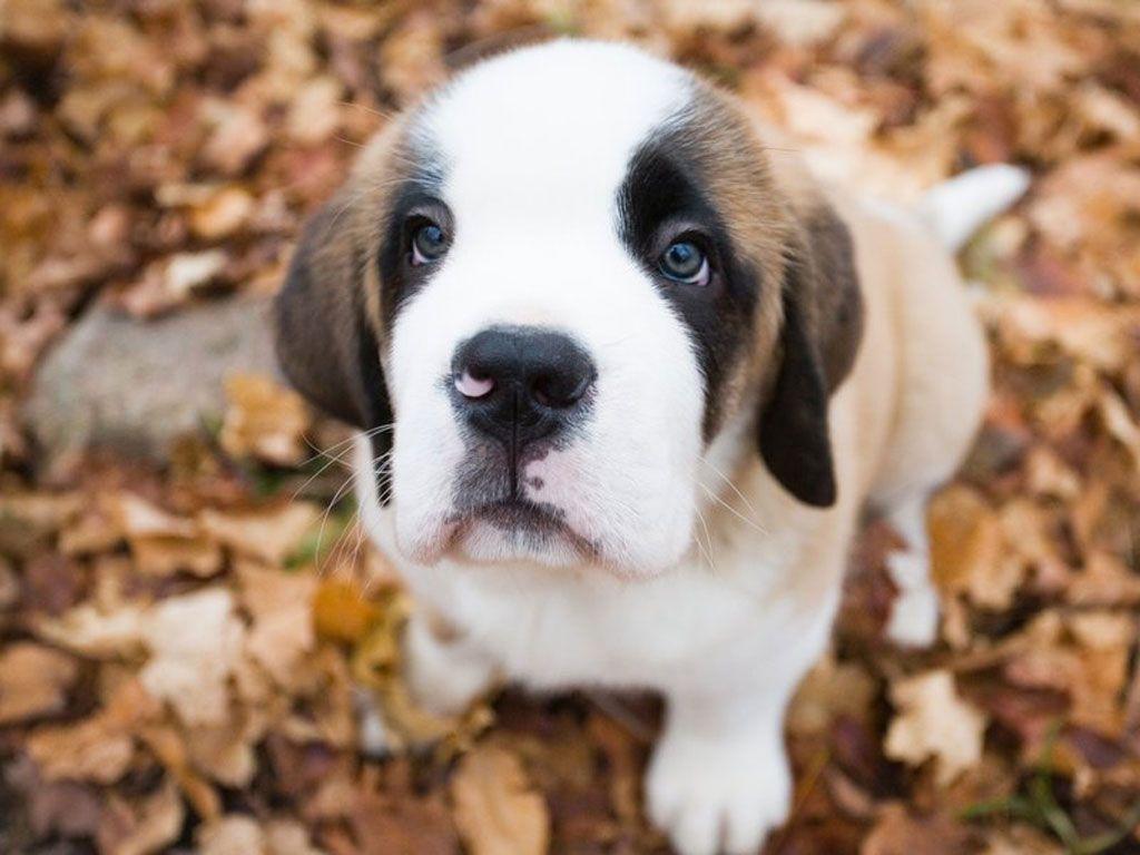 Saint Brand Dog Wallpapers - Wallpaper Cave