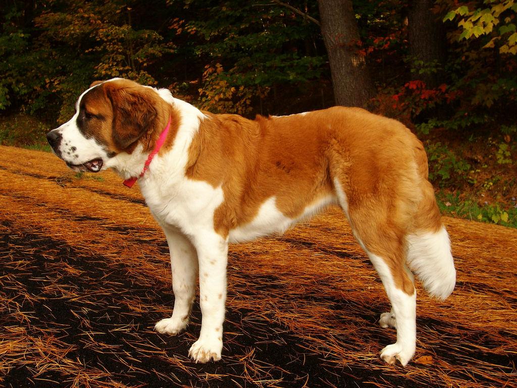 Saint Brand Dog Wallpapers - Wallpaper Cave