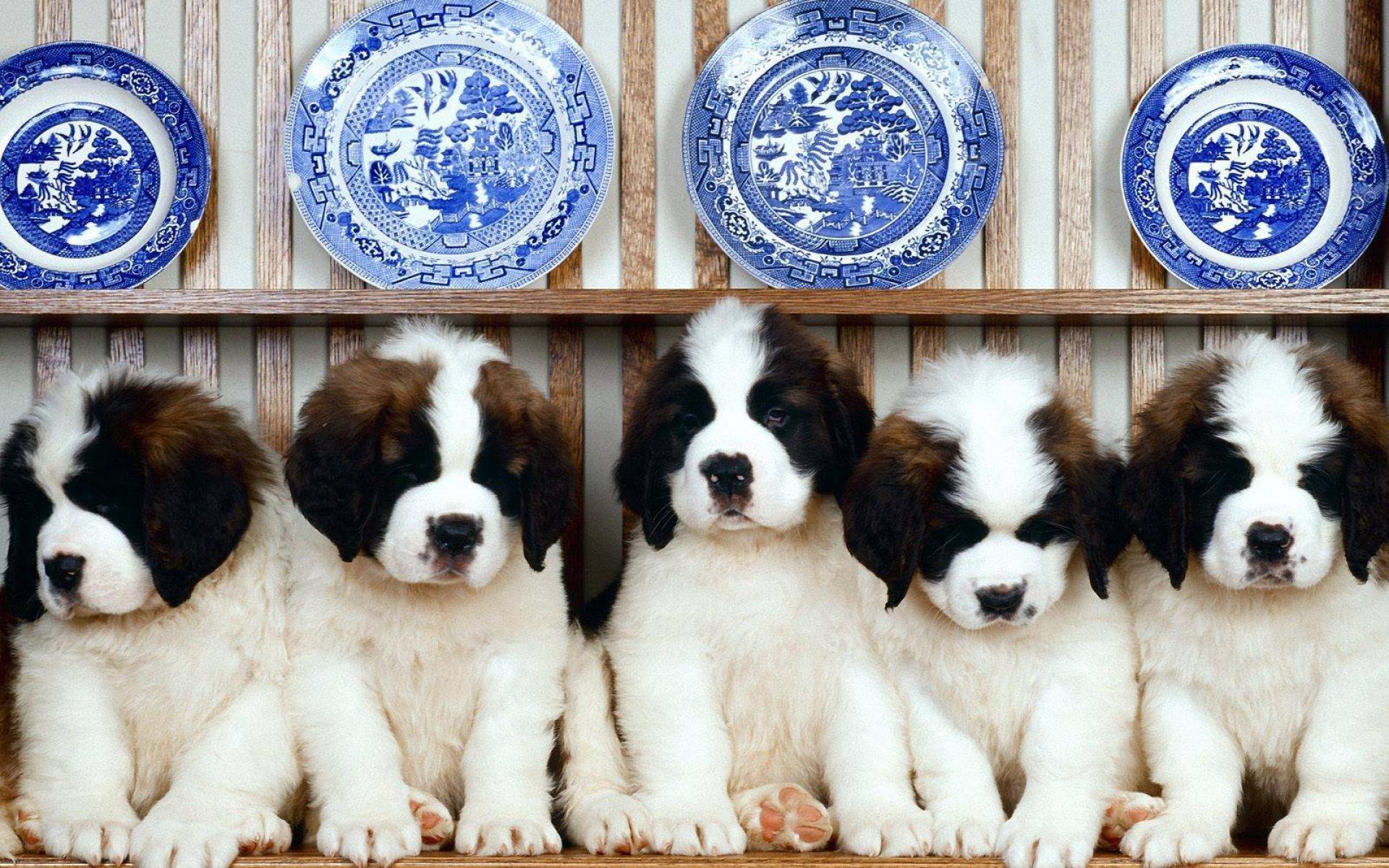 Saint Brand Dog Wallpapers - Wallpaper Cave