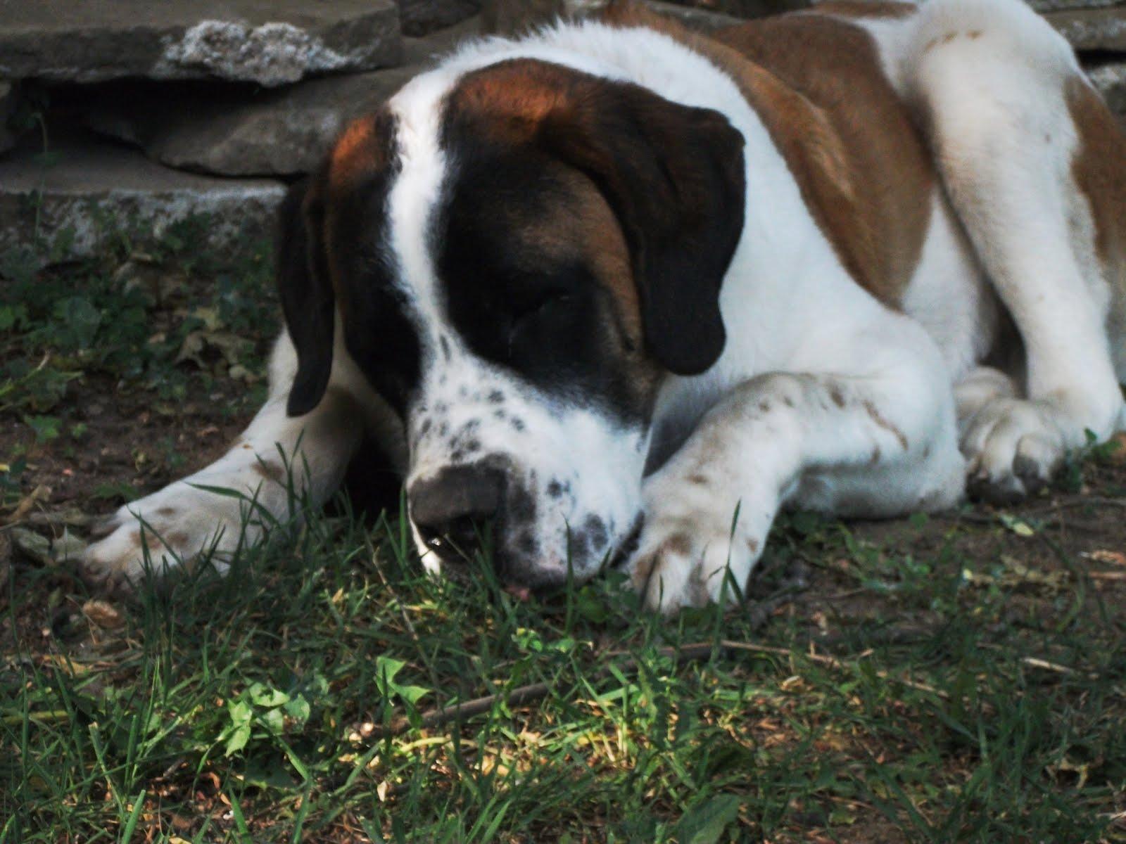 Saint Brand Dog Wallpapers - Wallpaper Cave