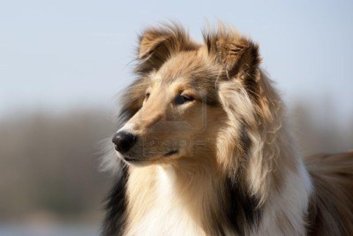 Saint Brand Dog Wallpapers - Wallpaper Cave