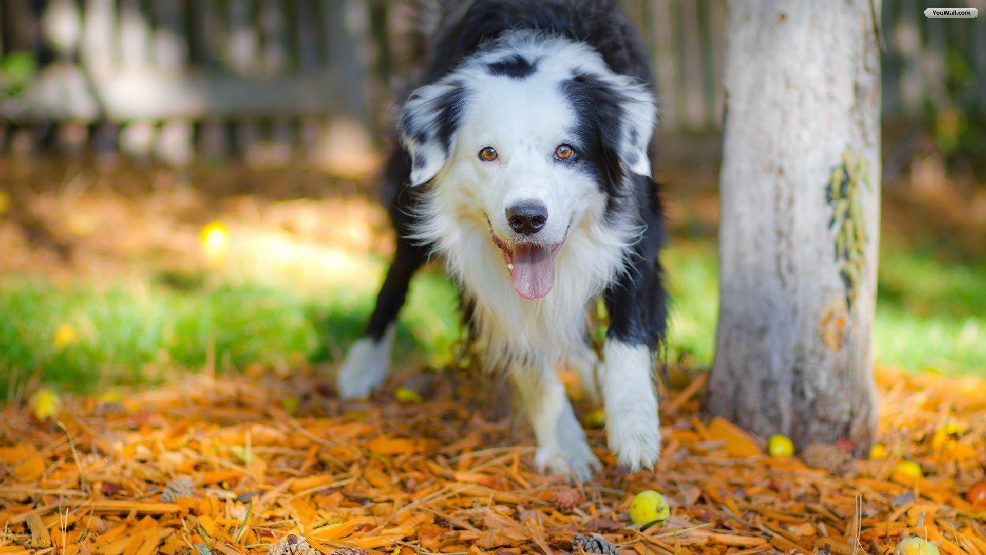 Saint Brand Dog Wallpapers - Wallpaper Cave