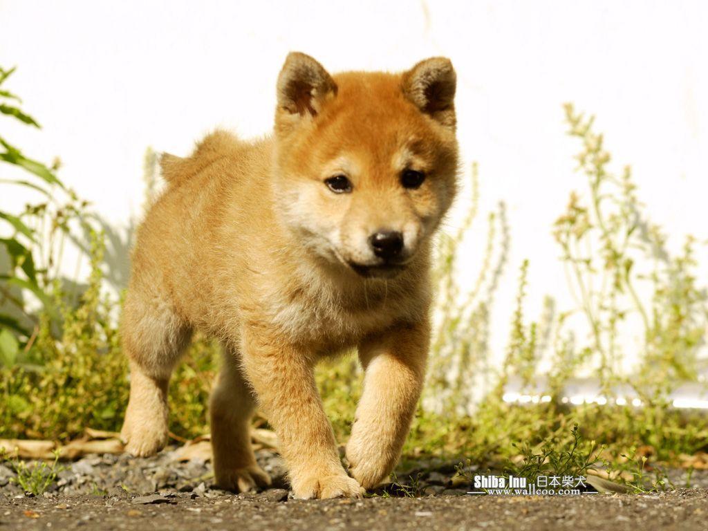 Saint Brand Dog Wallpapers - Wallpaper Cave