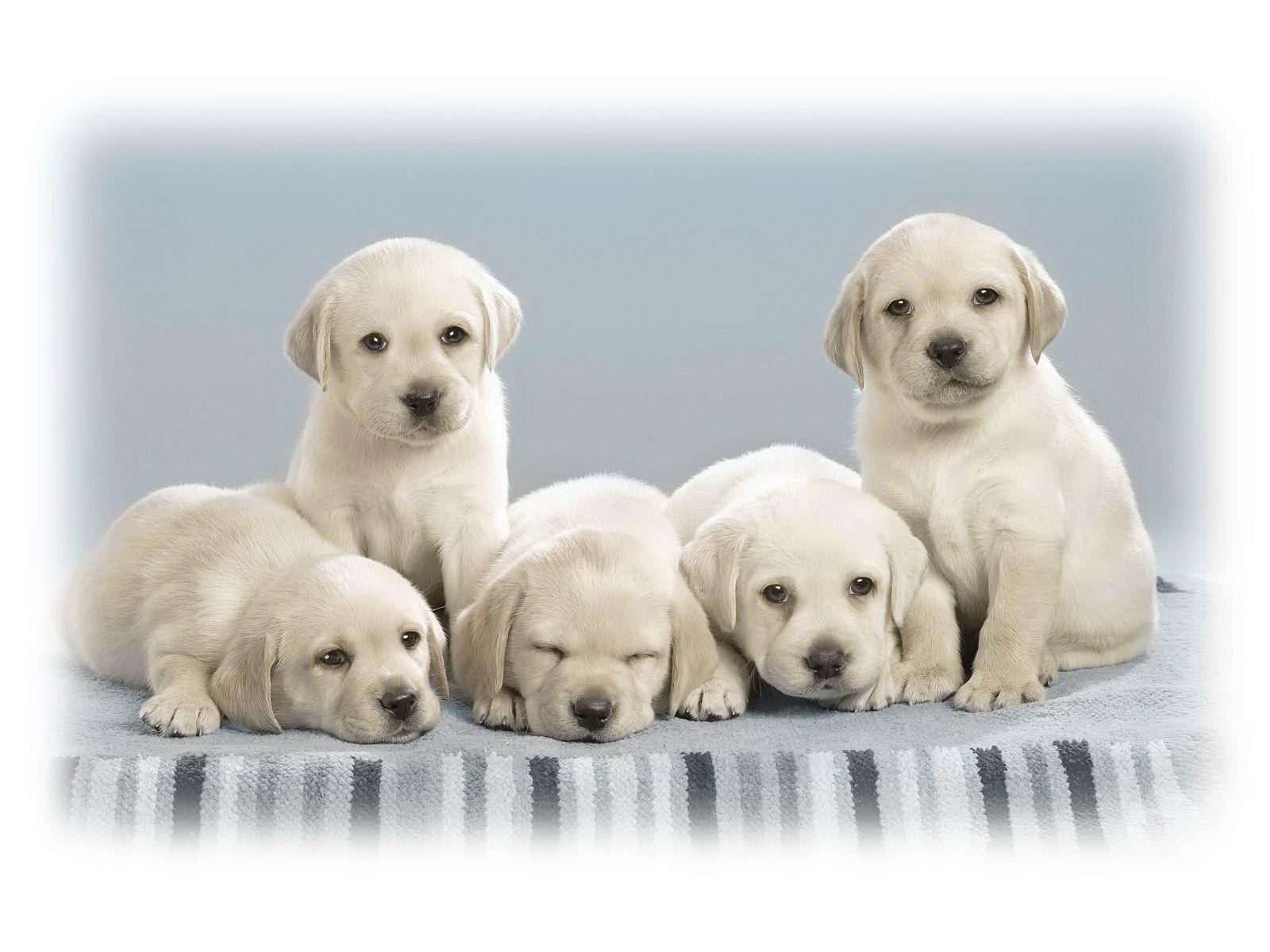 Saint Brand Dog Wallpapers - Wallpaper Cave