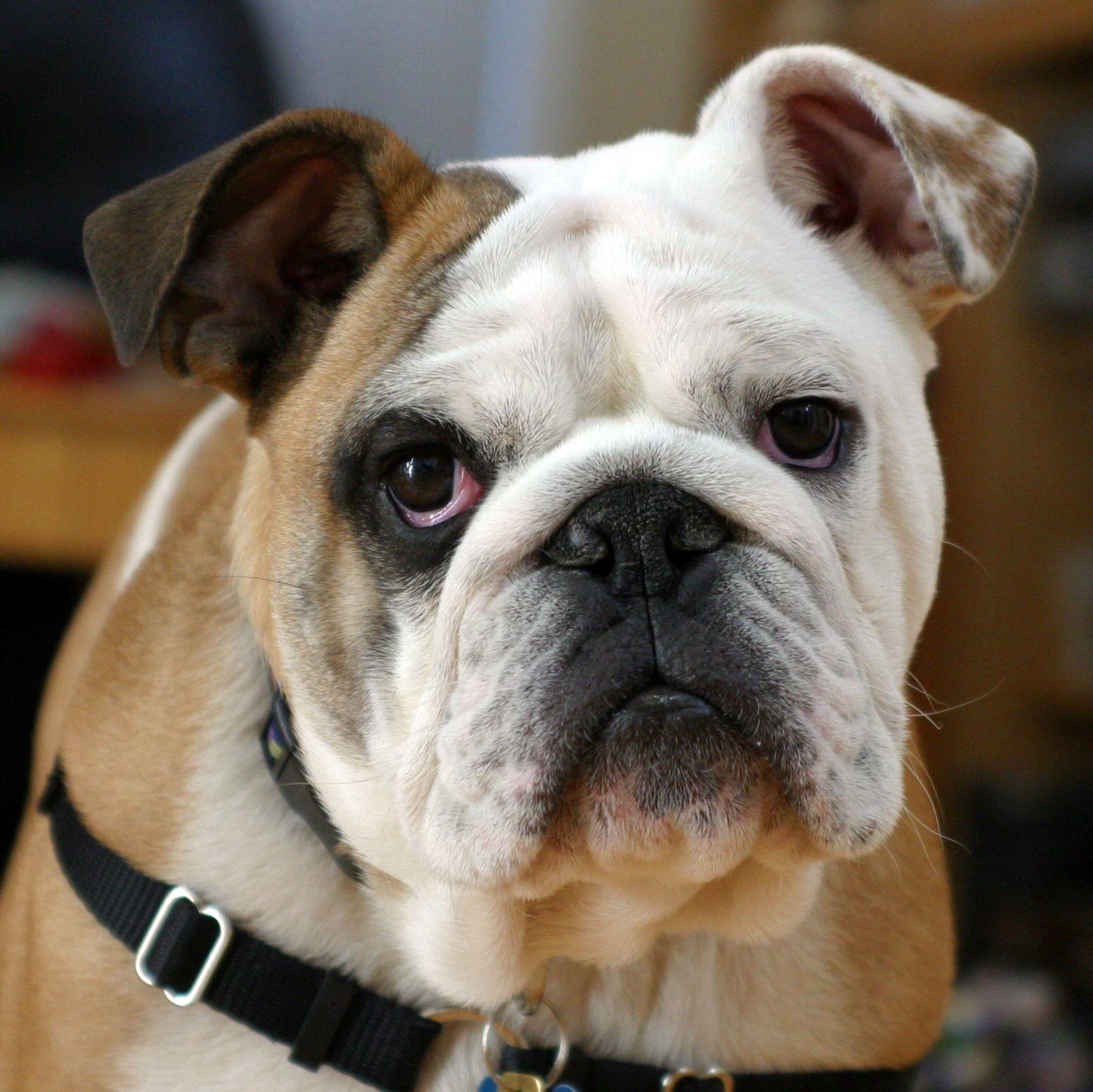 Saint Brand Dog Wallpapers - Wallpaper Cave