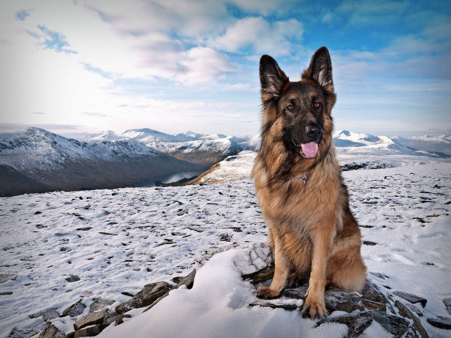 German Shepherd Wallpapers - Wallpaper Cave