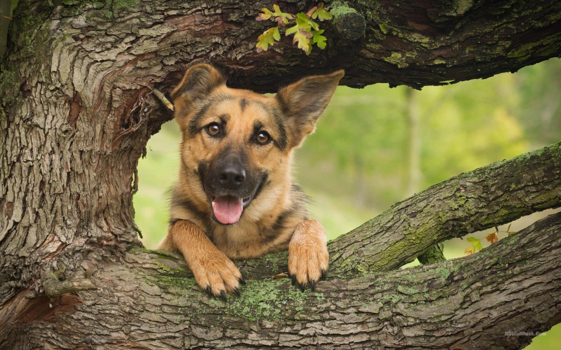 German Shepherd Wallpapers - Wallpaper Cave