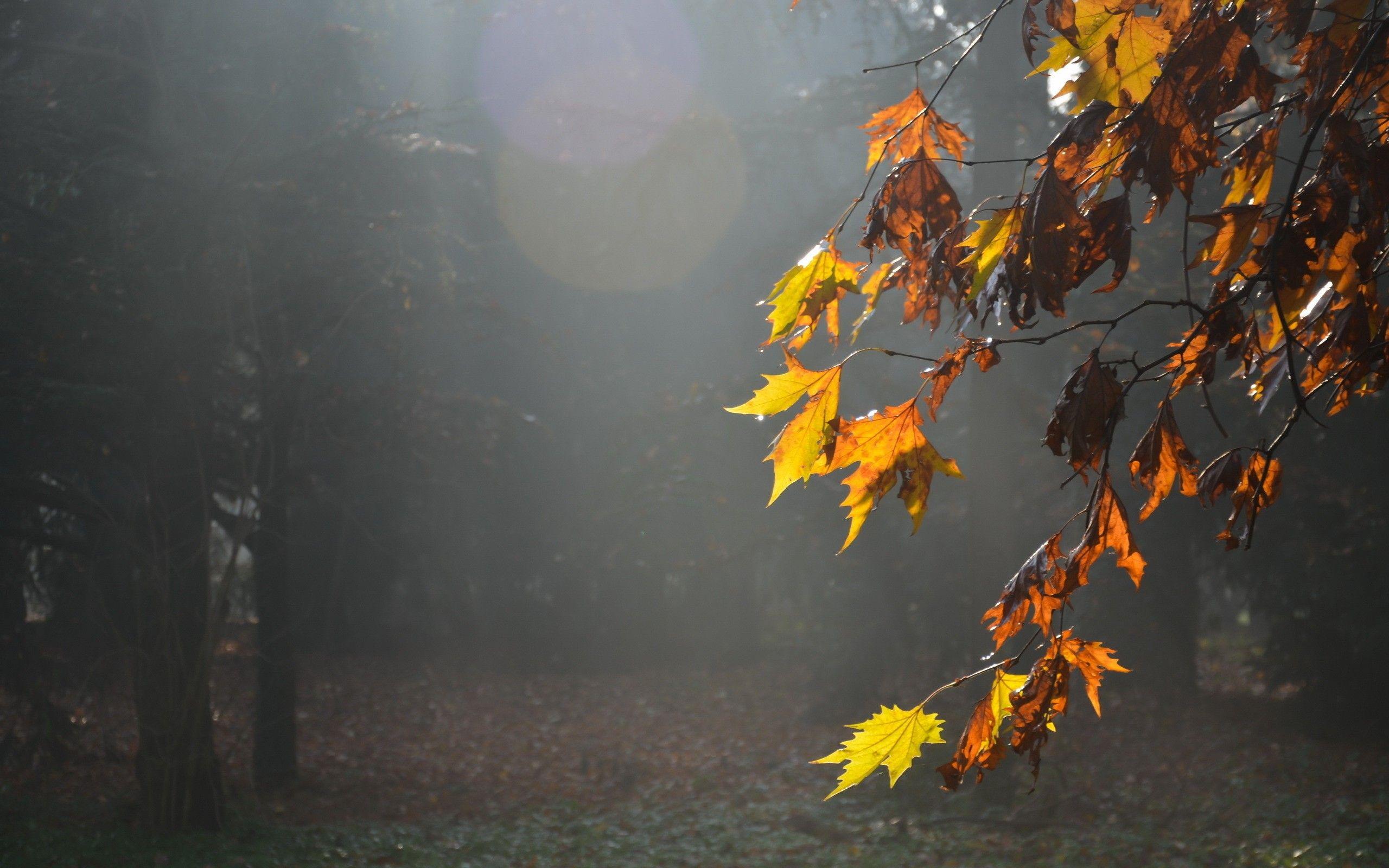 Rain Backgrounds - Wallpaper Cave