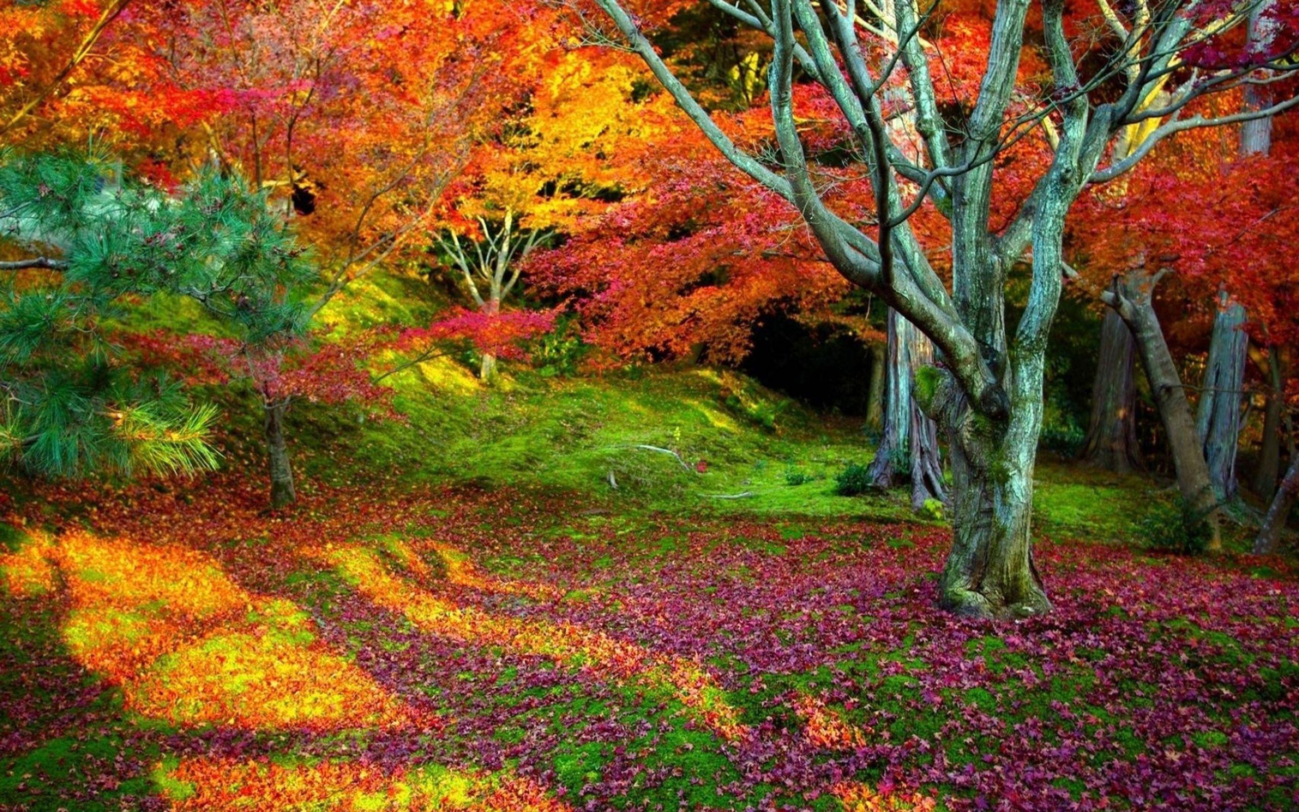 Fall Nature Backgrounds - Wallpaper Cave