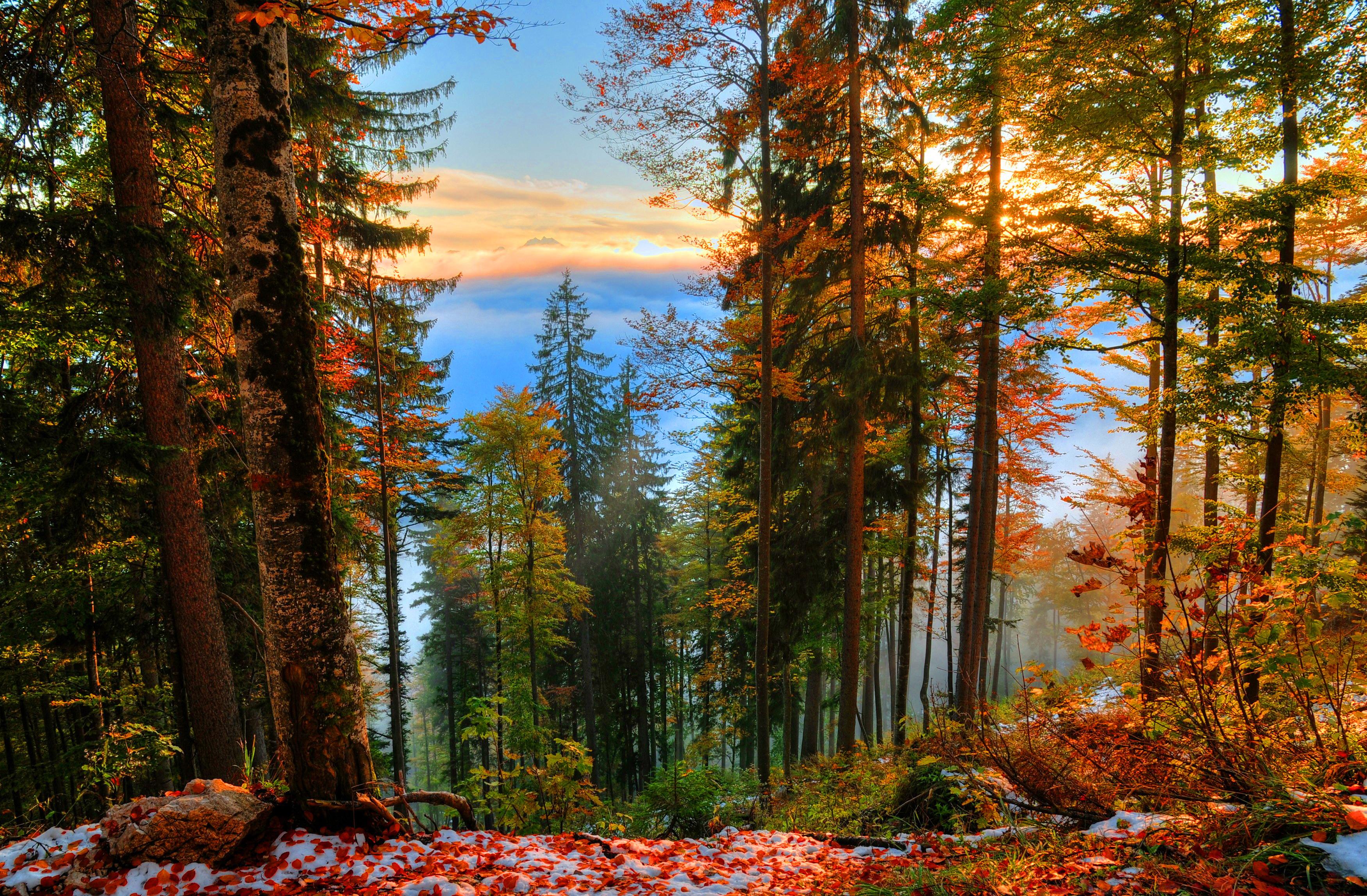 Fall Nature Backgrounds - Wallpaper Cave