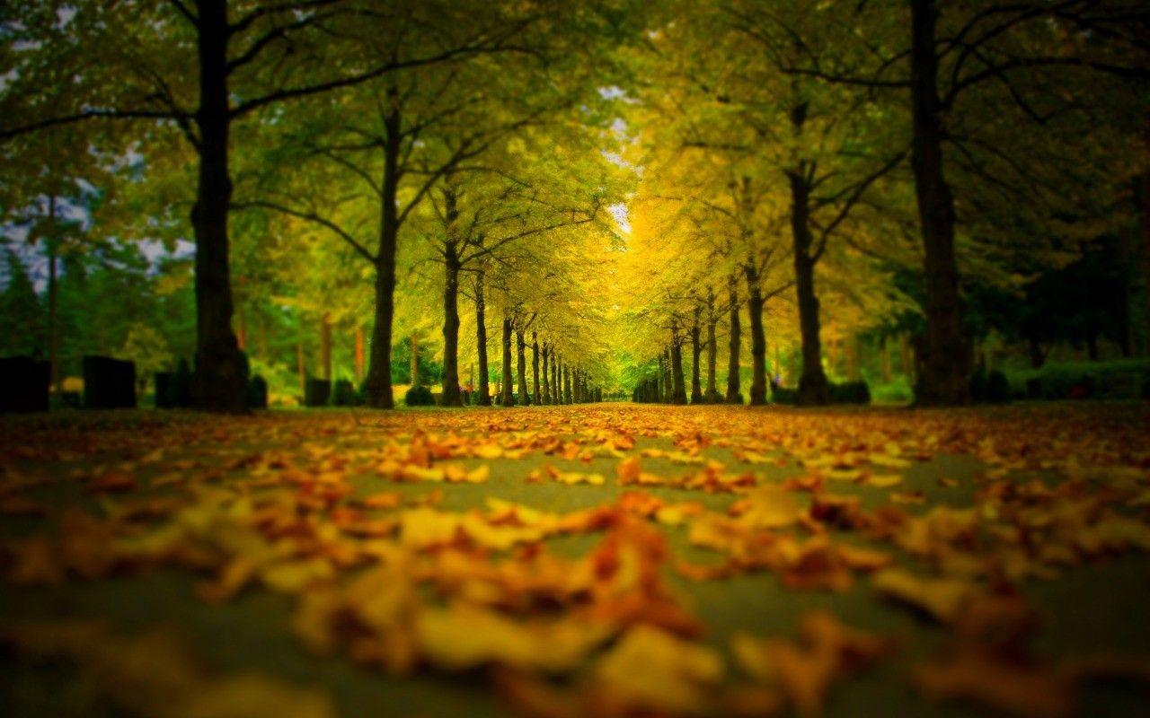 Fall Nature Backgrounds - Wallpaper Cave