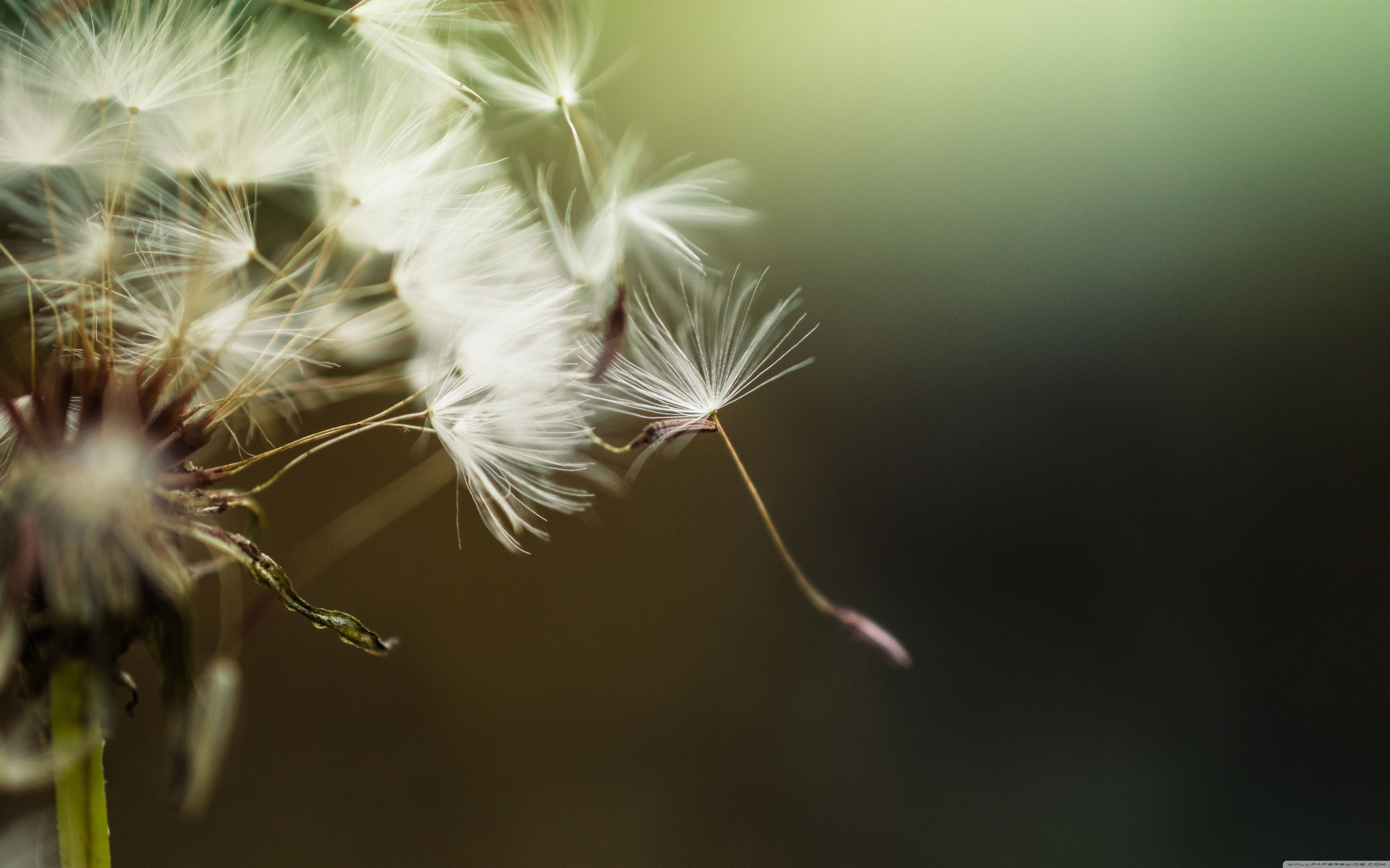 Luck Wallpapers - Wallpaper Cave