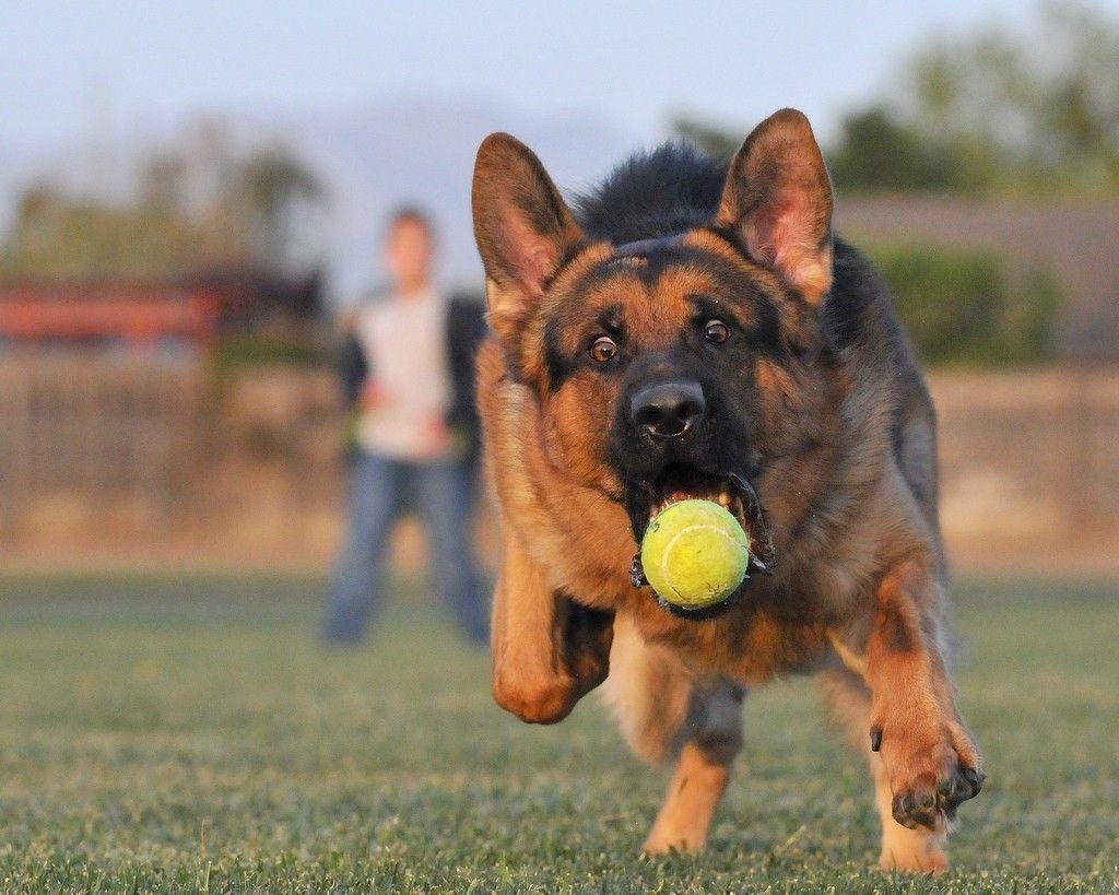 Police German Shepherd Wallpapers - Wallpaper Cave