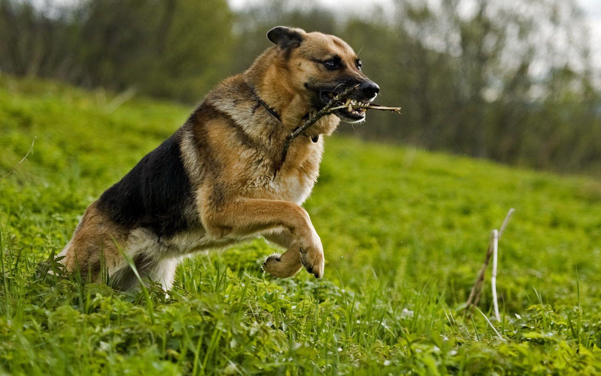 Police German Shepherd Wallpapers - Wallpaper Cave