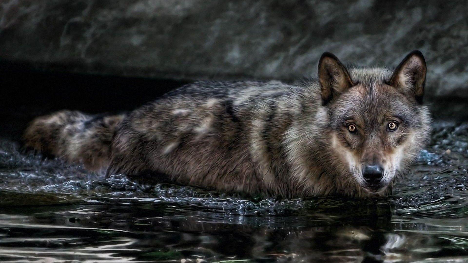 HD Wolf Wallpapers 1080p - Wallpaper Cave