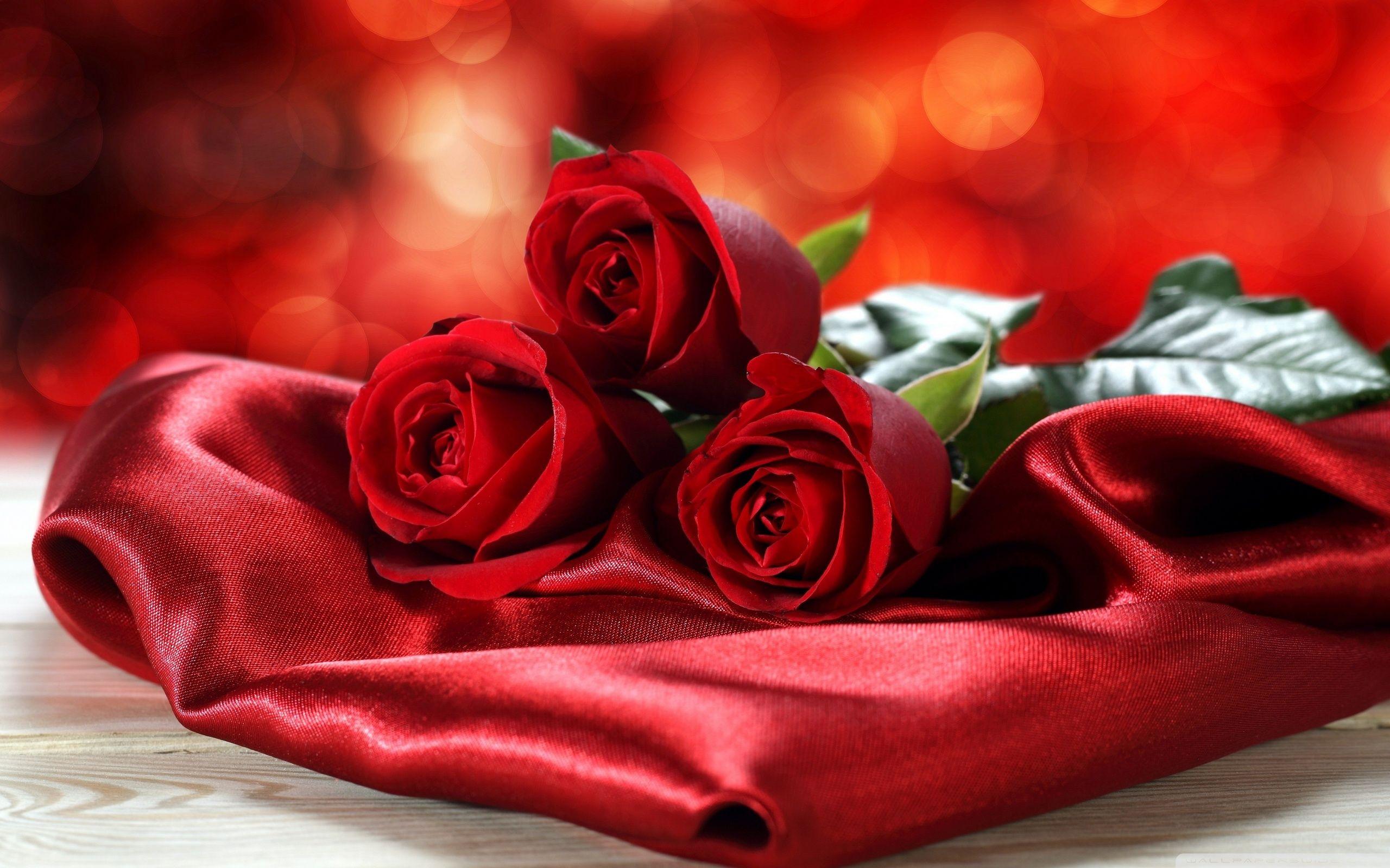 HD Red Rose Wallpapers - Wallpaper Cave