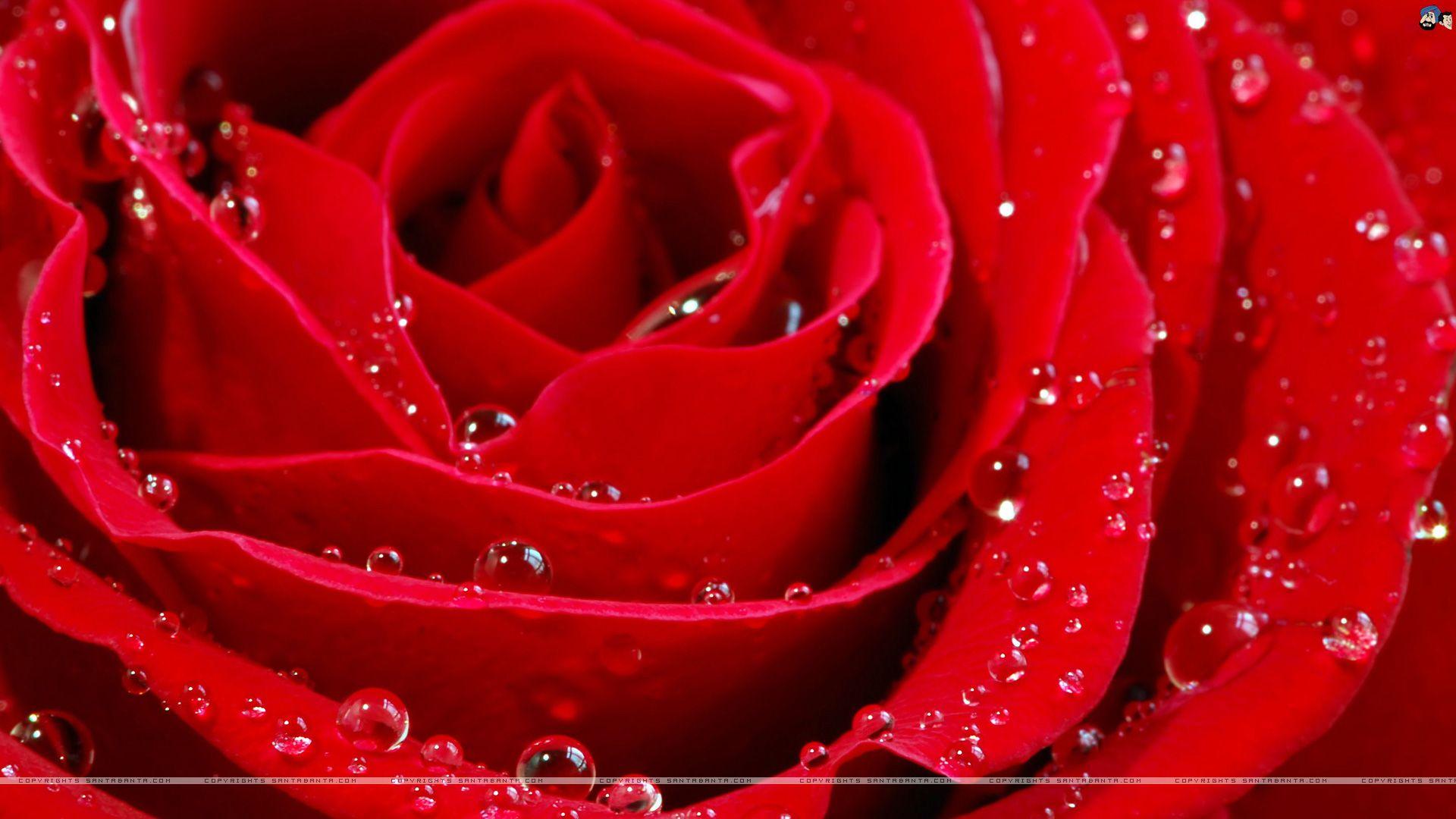 HD Red Rose Wallpapers - Wallpaper Cave