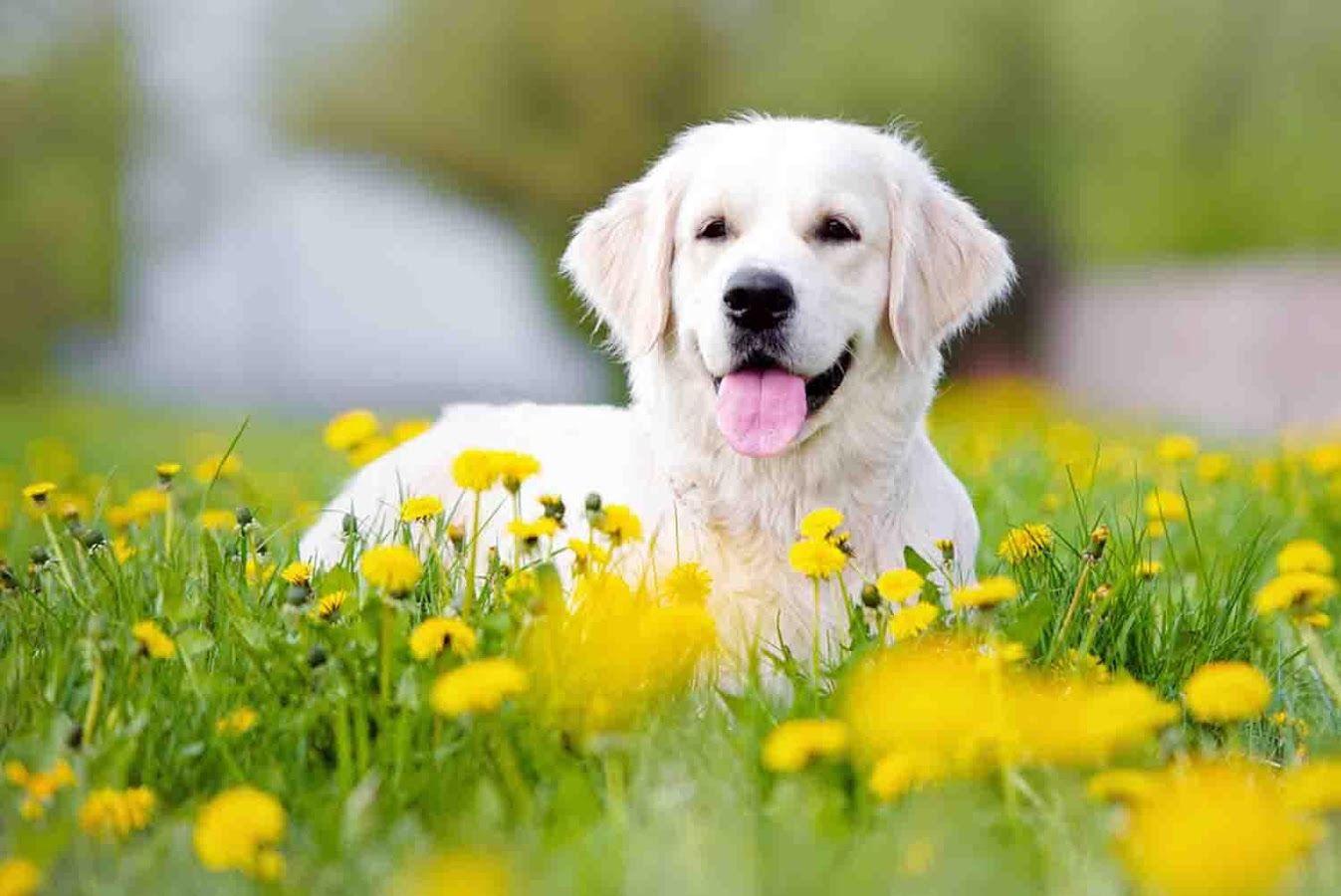 Dogs Wallpapers - Wallpaper Cave