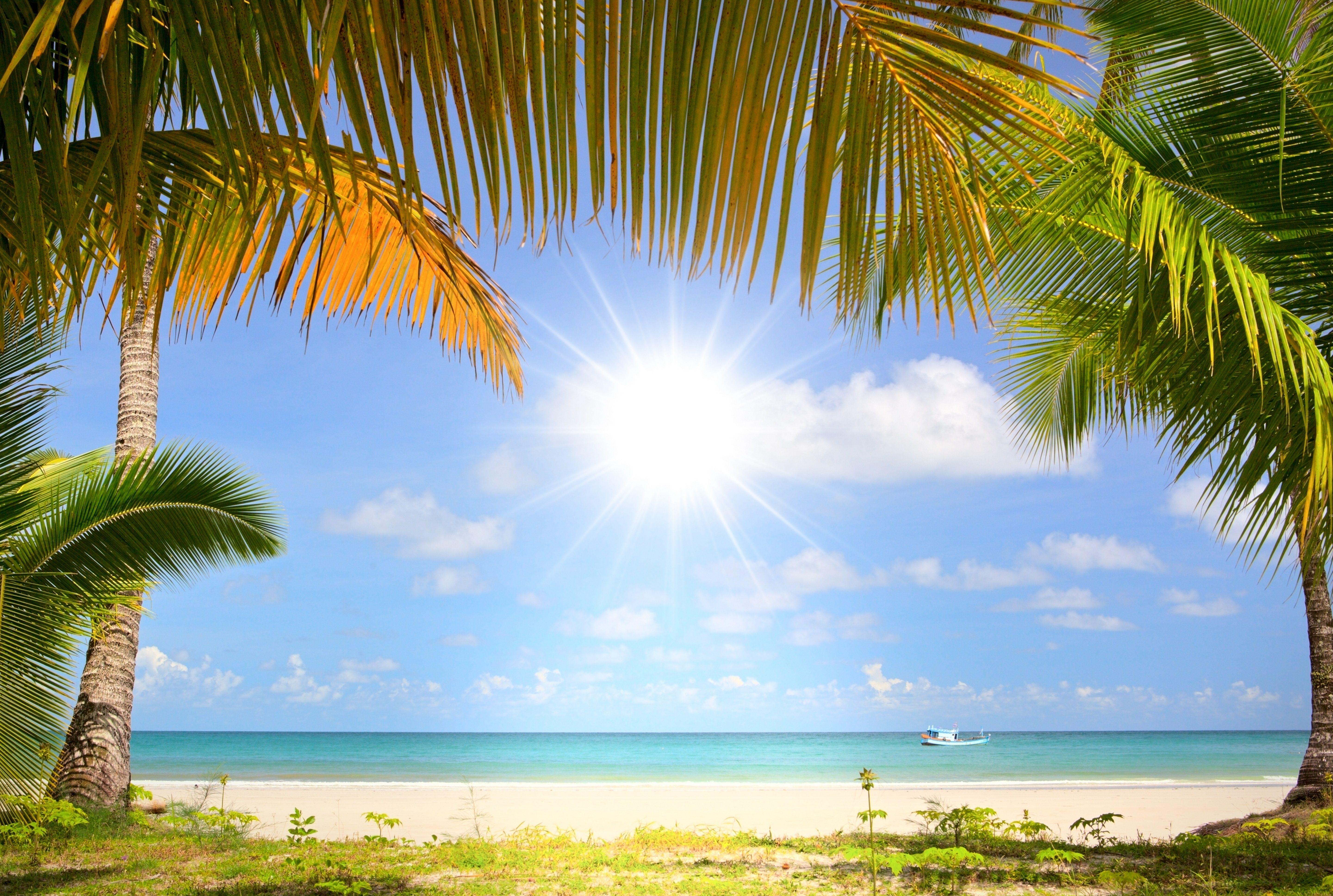 Palm Tree Backgrounds - Wallpaper Cave