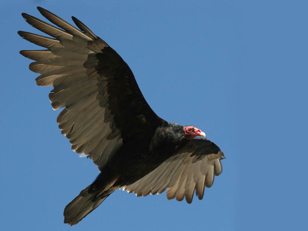 Vulcher Wallpapers - Wallpaper Cave