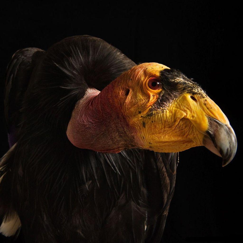 Vulcher Wallpapers - Wallpaper Cave