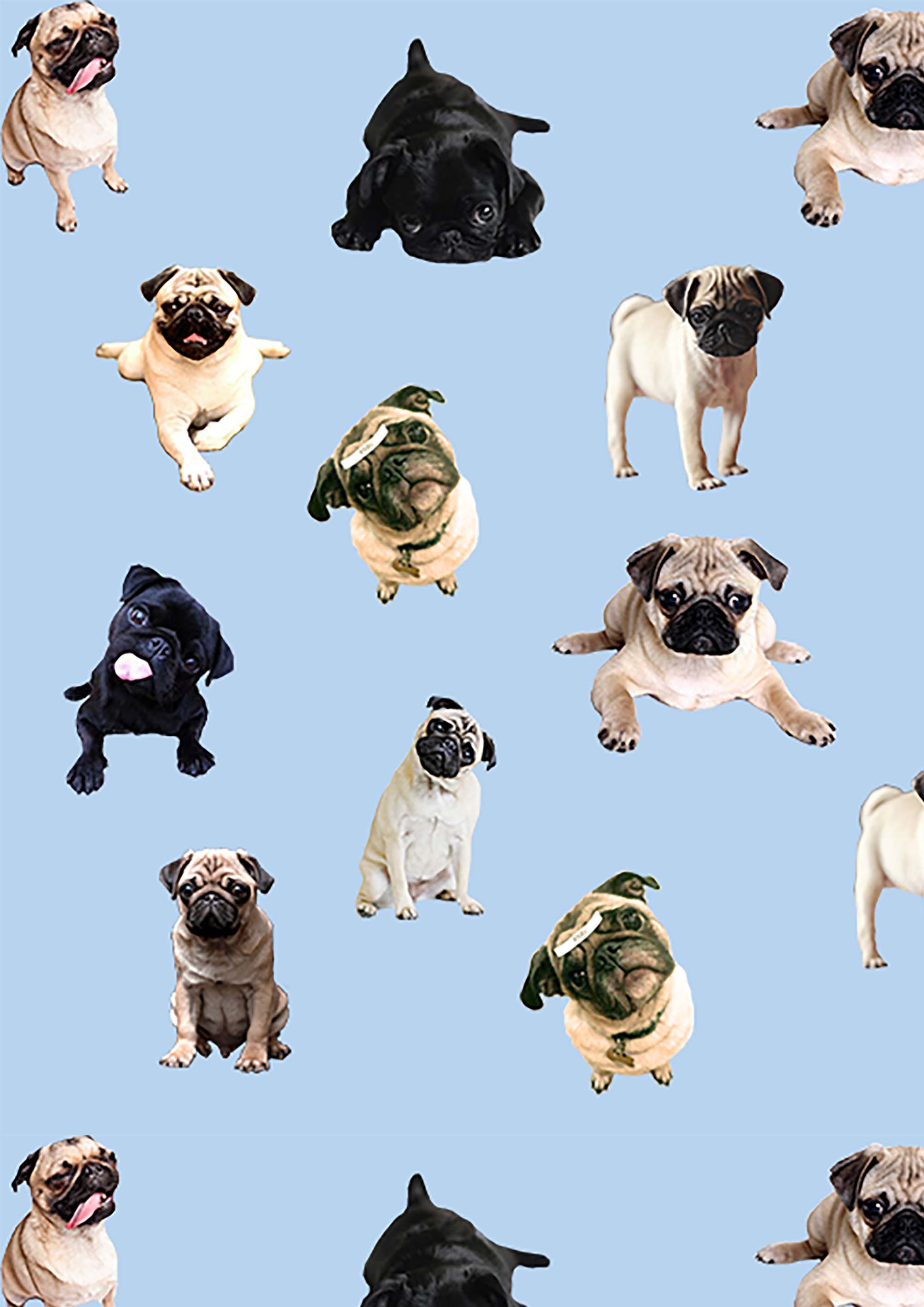 Pugs Wallpapers - Wallpaper Cave