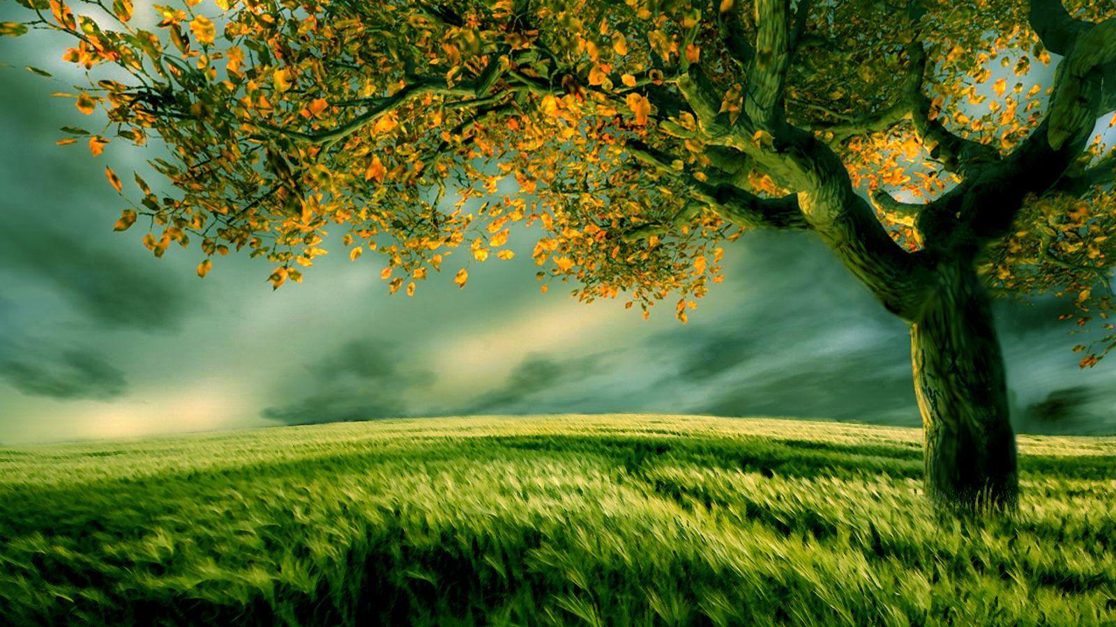 Tree Wallpapers Desktop - Wallpaper Cave