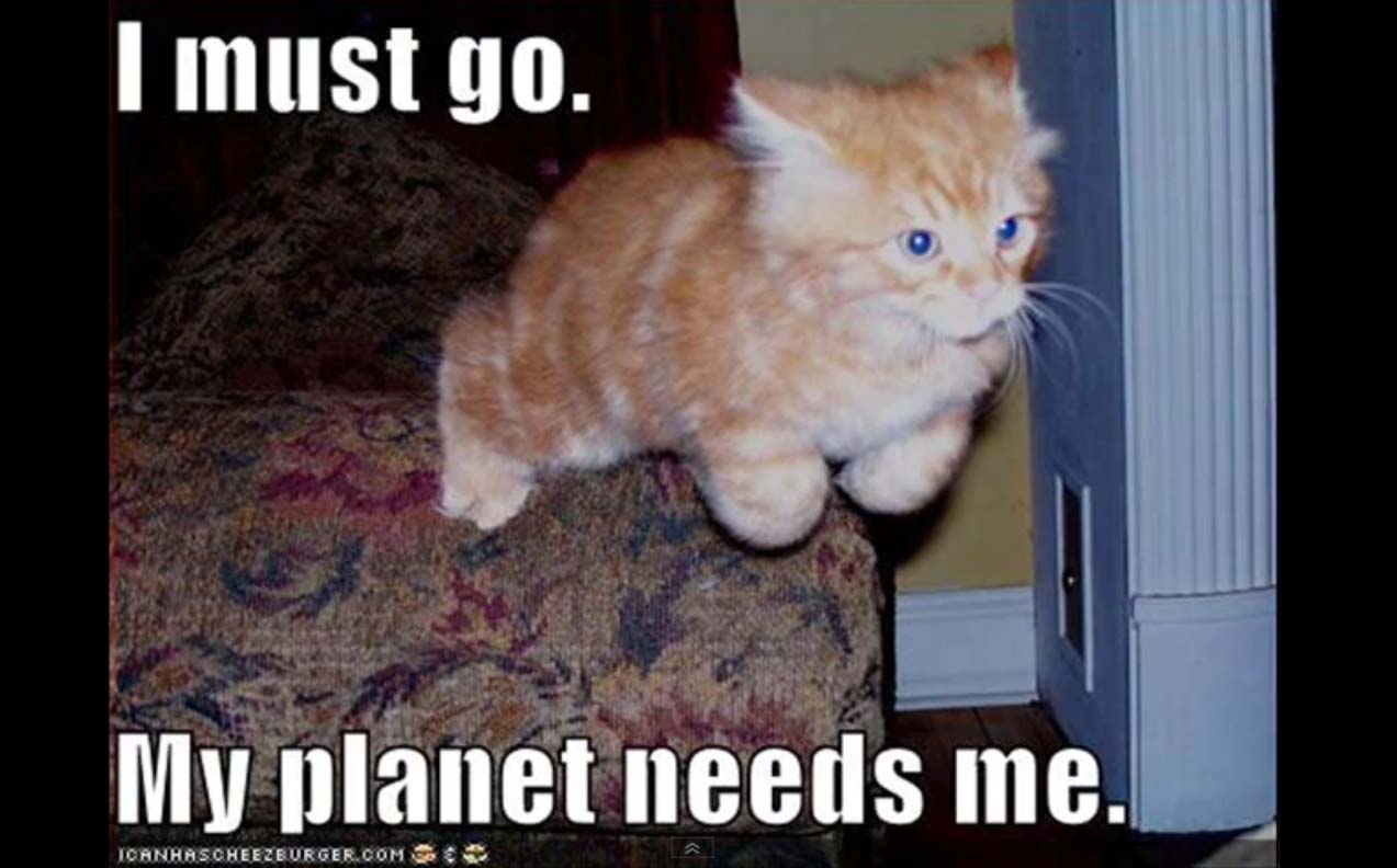 Free Lol Cats Wallpapers - Wallpaper Cave