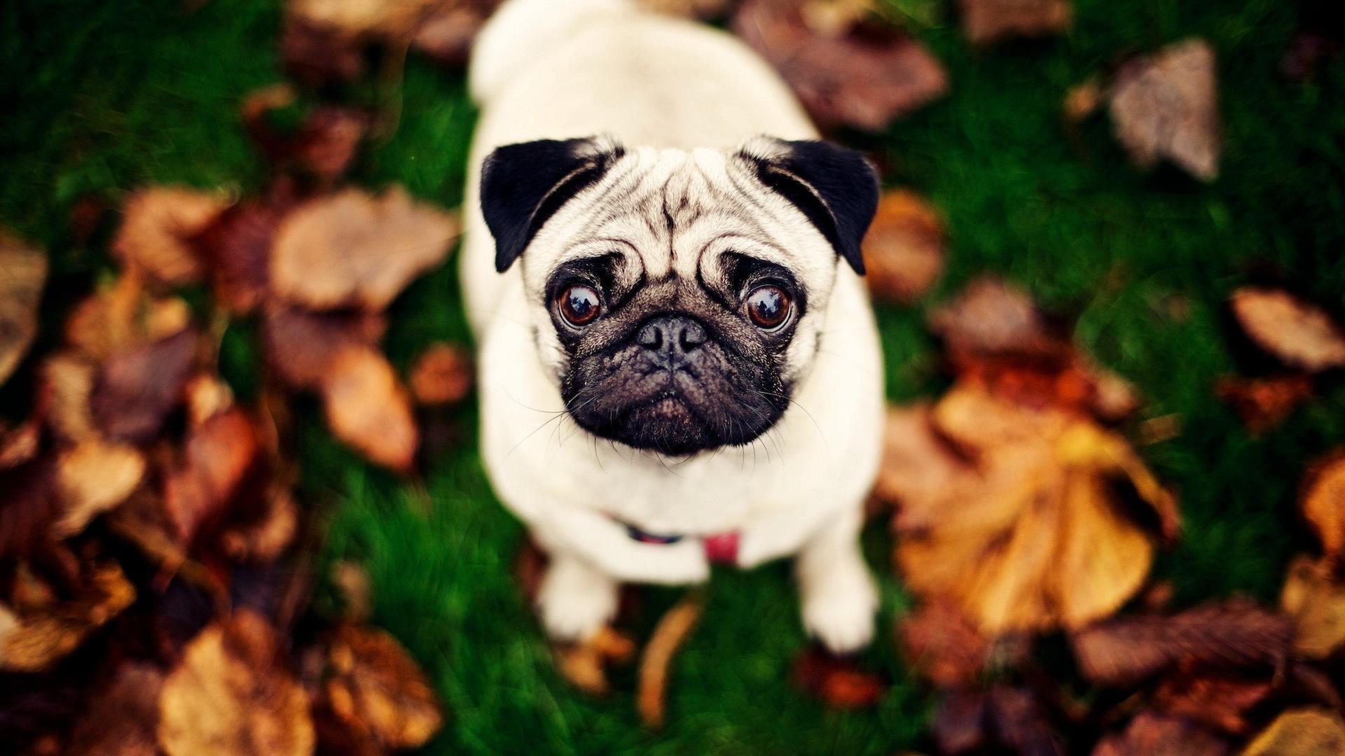 Baby Pug Dog Wallpapers - Wallpaper Cave