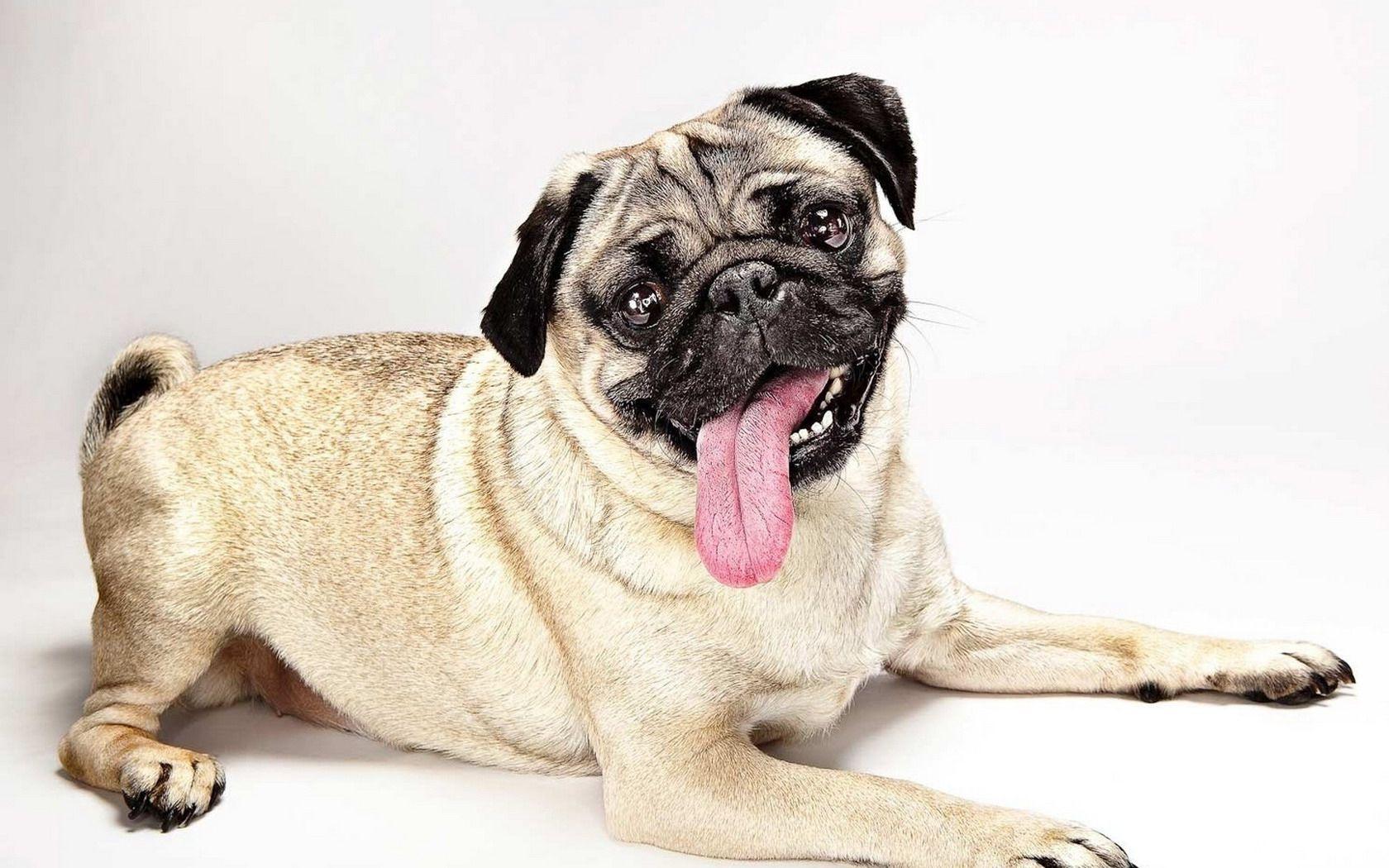 Pug Dog HD Wallpapers - Wallpaper Cave