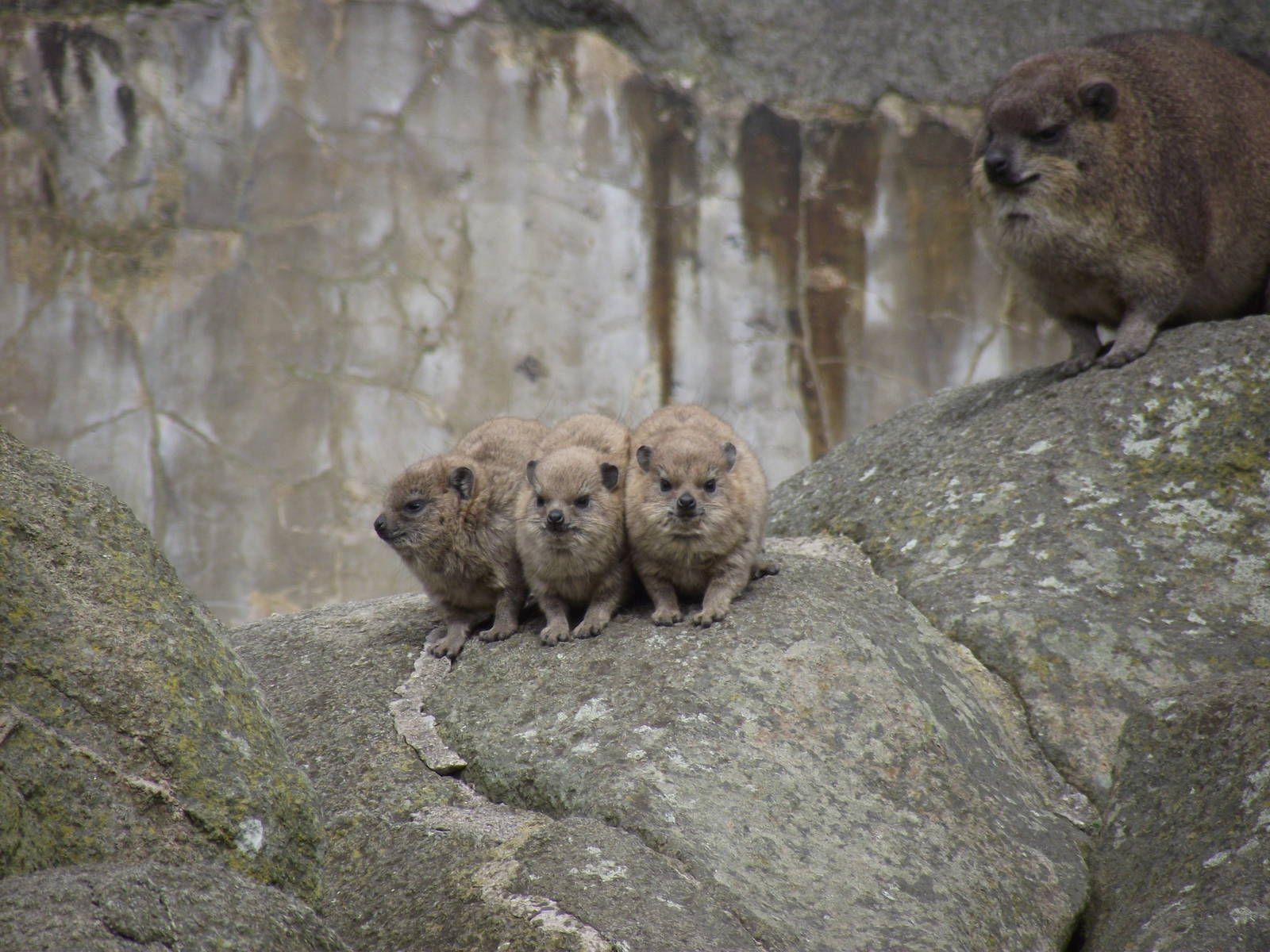 Rock Hyrax Wallpapers - Wallpaper Cave