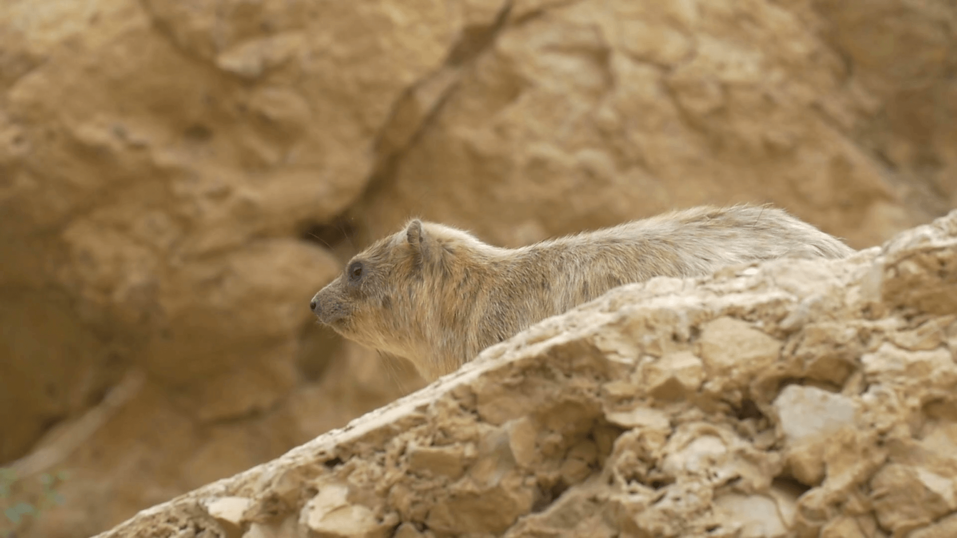 Rock Hyrax Wallpapers - Wallpaper Cave