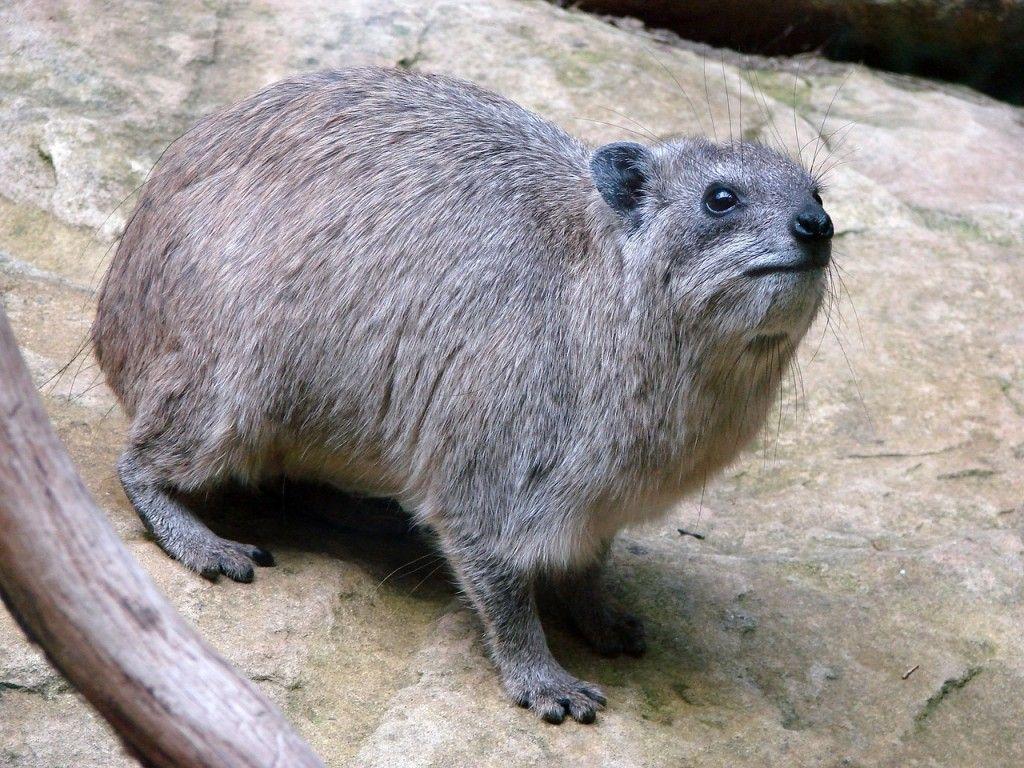 Rock Hyrax Wallpapers - Wallpaper Cave