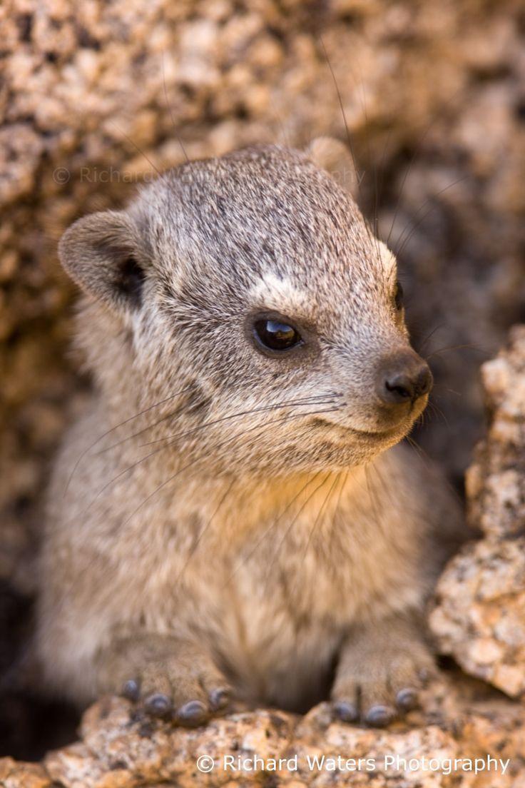 Rock Hyrax Wallpapers - Wallpaper Cave