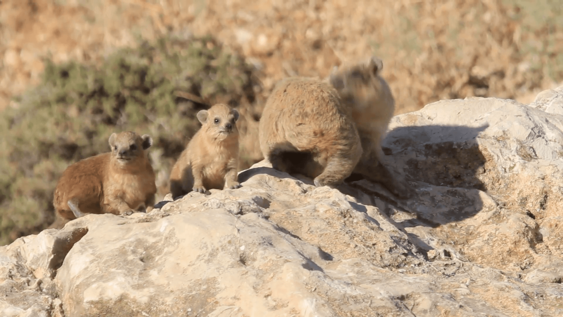 Rock Hyrax Wallpapers - Wallpaper Cave