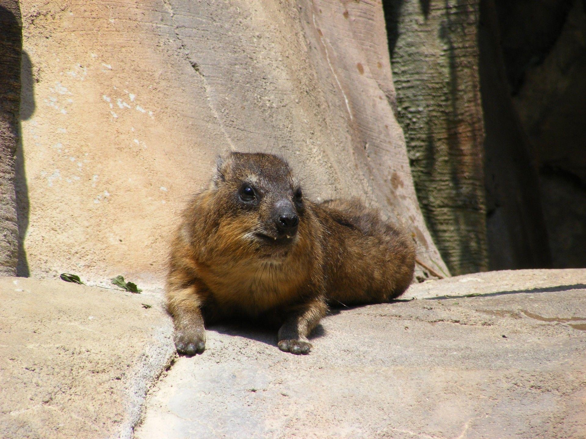 Rock Hyrax Wallpapers - Wallpaper Cave