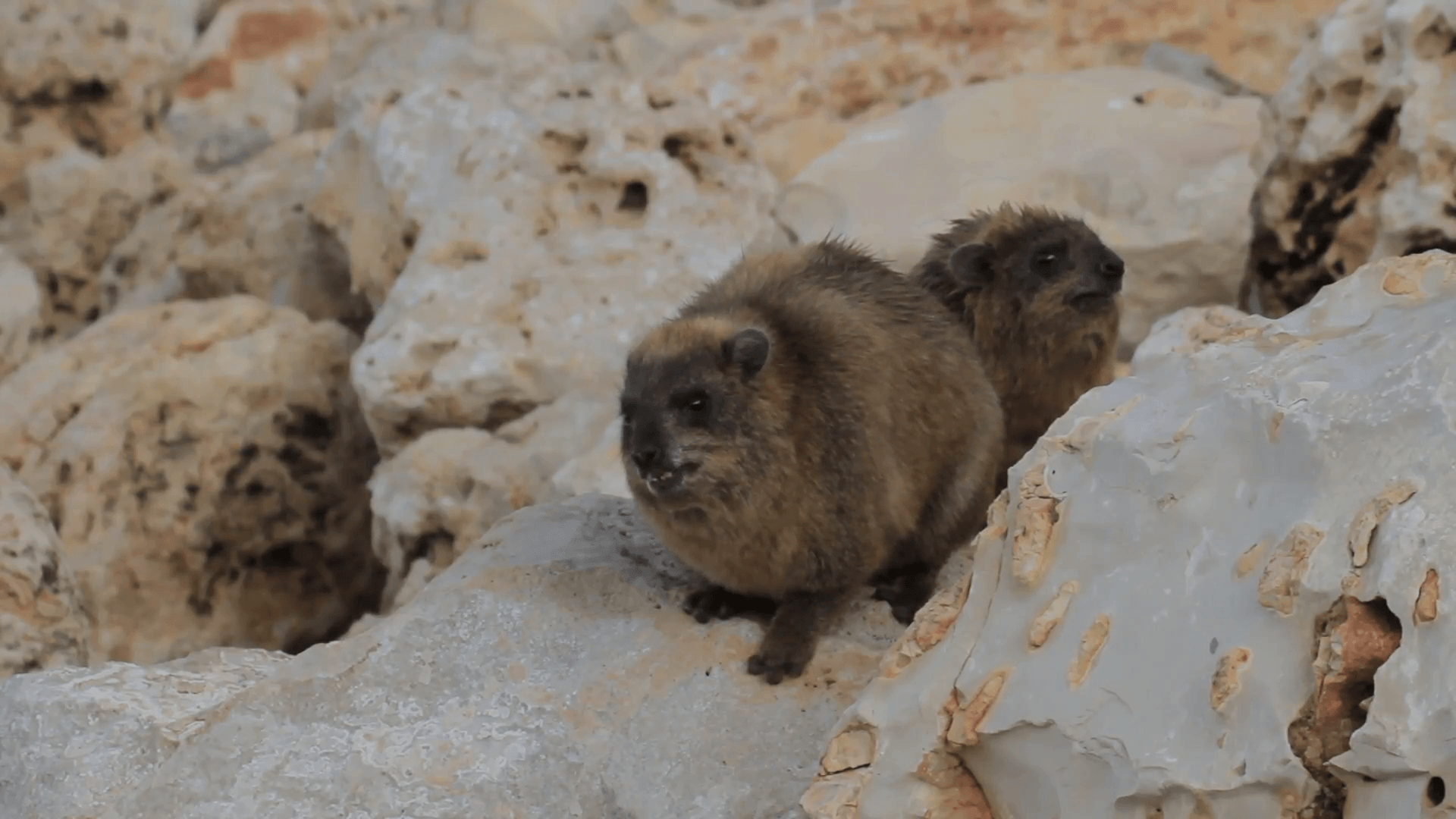 Rock Hyrax Wallpapers - Wallpaper Cave