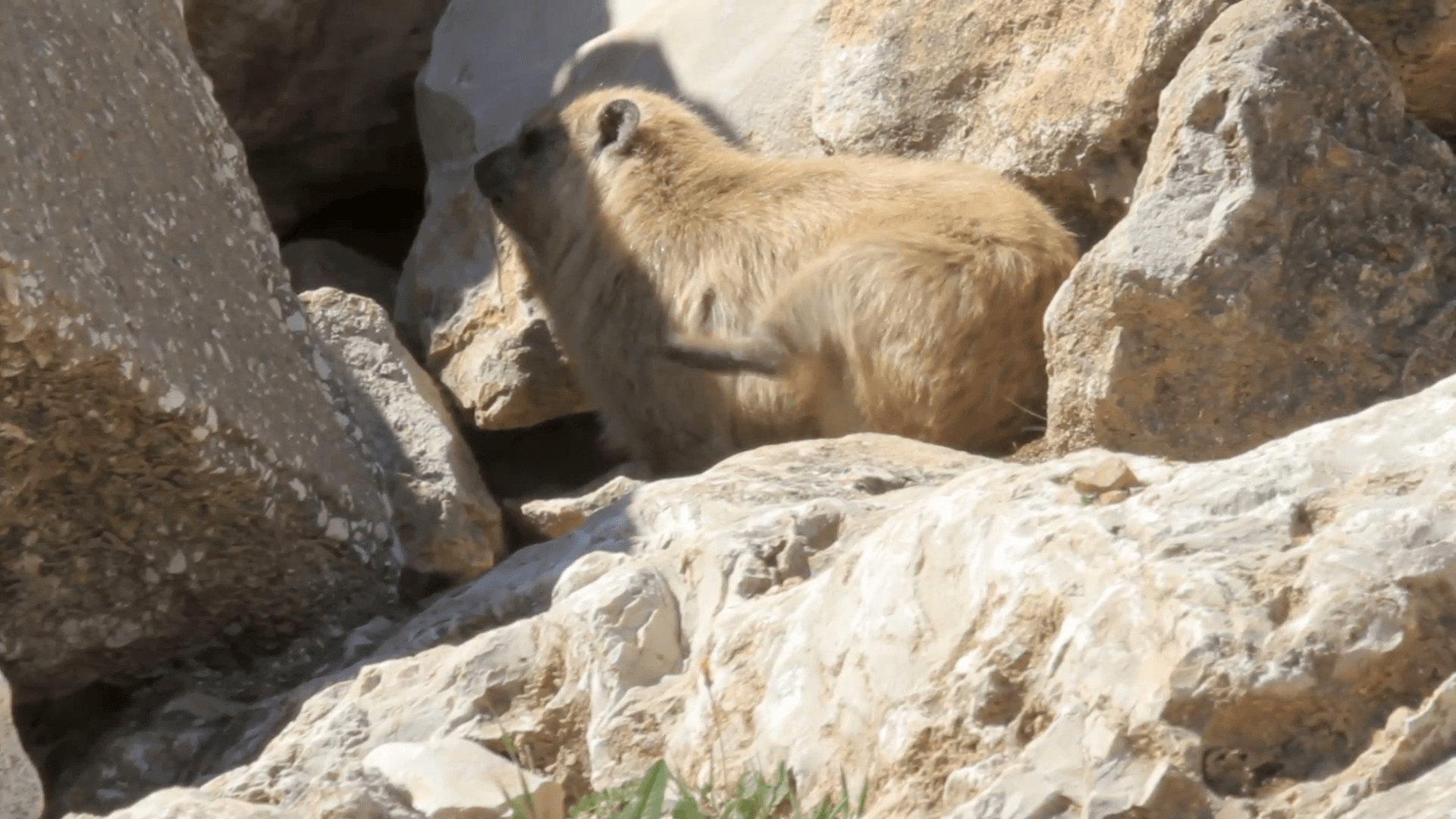 Rock Hyrax Wallpapers - Wallpaper Cave