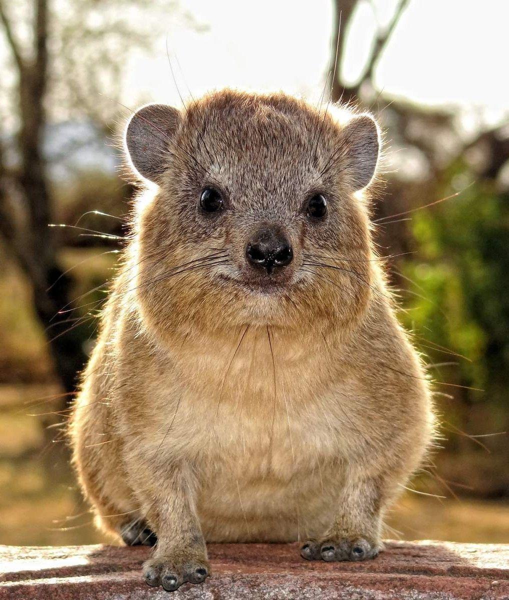 Rock Hyrax Wallpapers - Wallpaper Cave