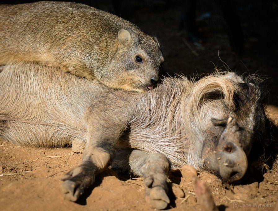 Rock Hyrax Wallpapers - Wallpaper Cave