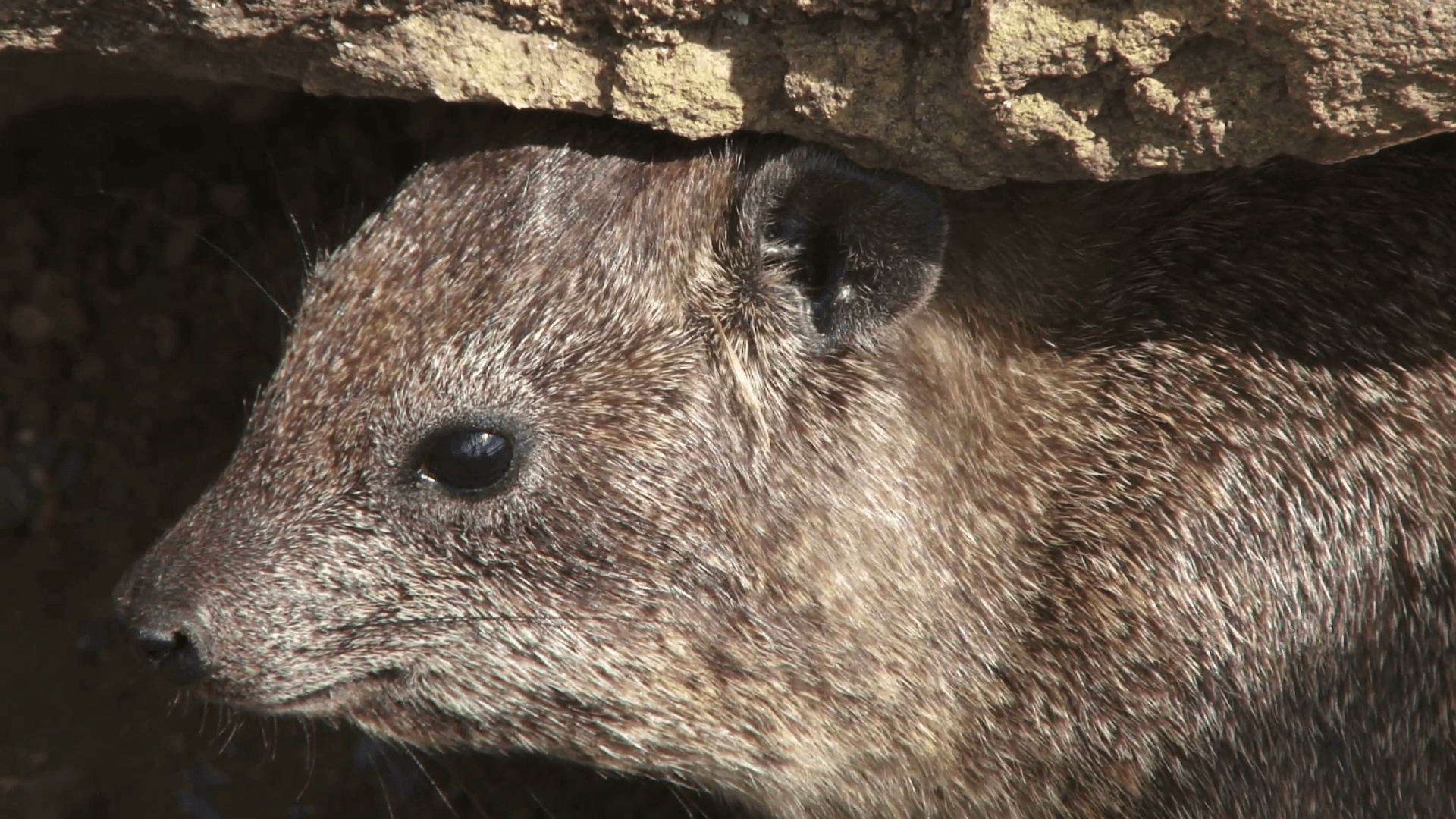 Rock Hyrax Wallpapers - Wallpaper Cave