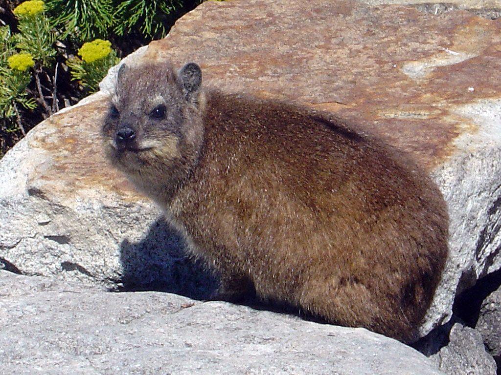 Rock Hyrax Wallpapers - Wallpaper Cave