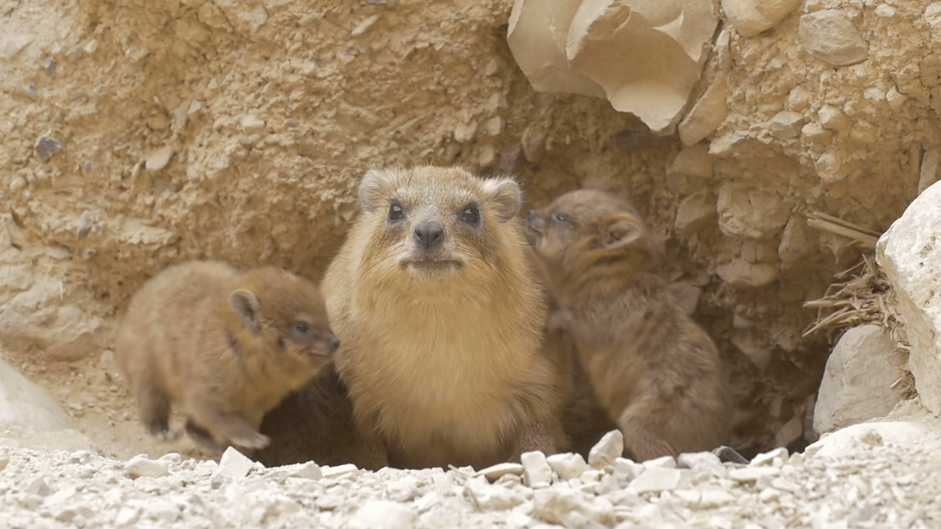 Rock Hyrax Wallpapers - Wallpaper Cave