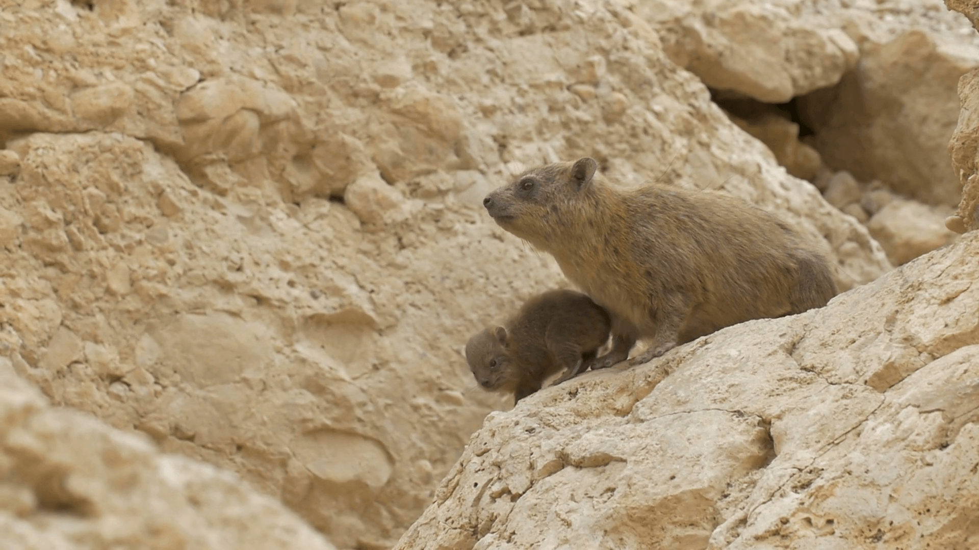 Rock Hyrax Wallpapers - Wallpaper Cave