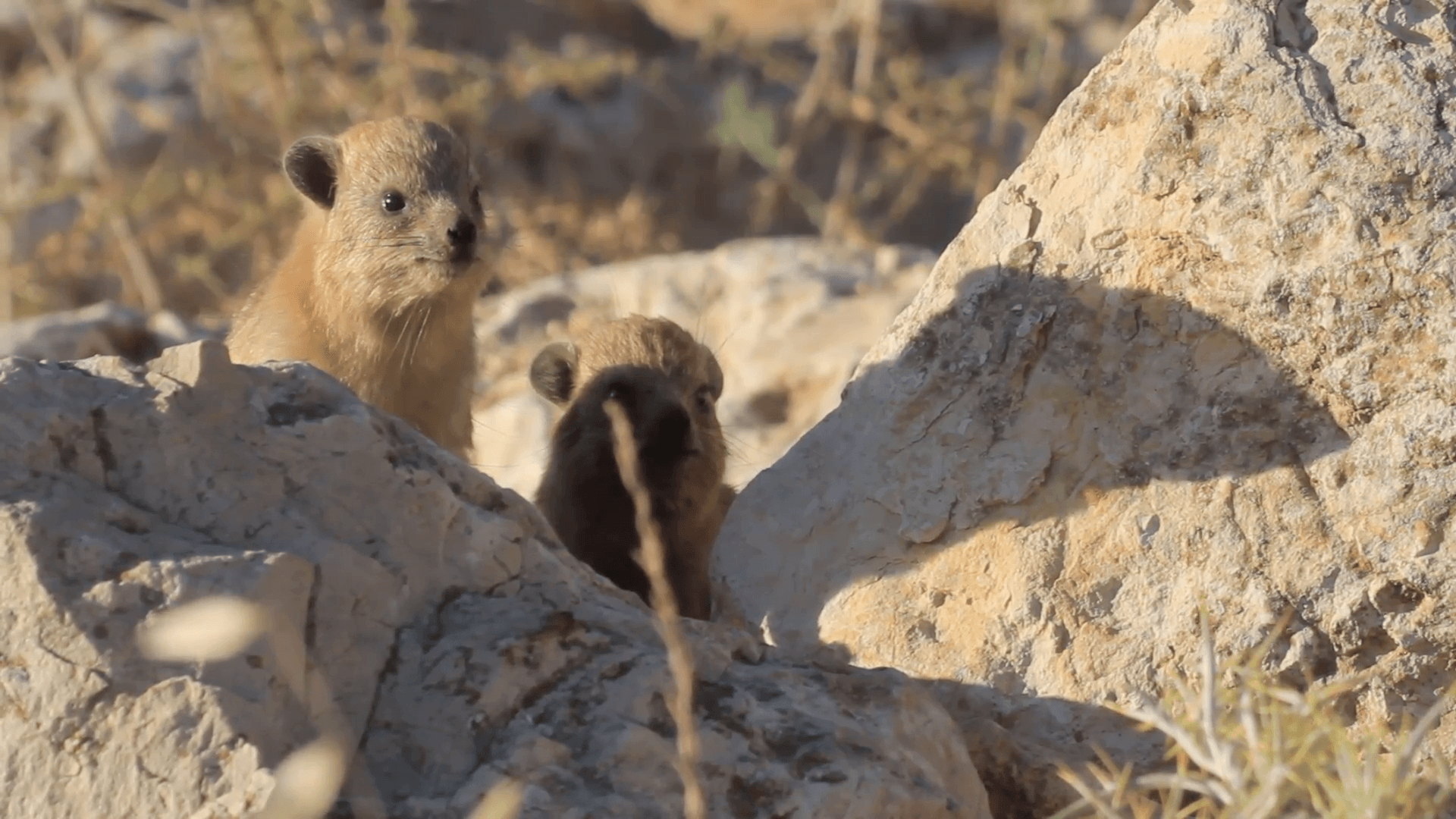 Rock Hyrax Wallpapers - Wallpaper Cave