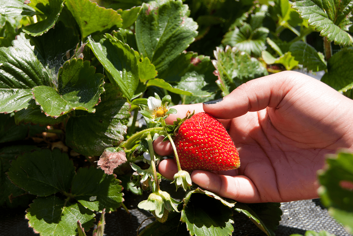Pick Strawberries Day Wallpapers - Wallpaper Cave