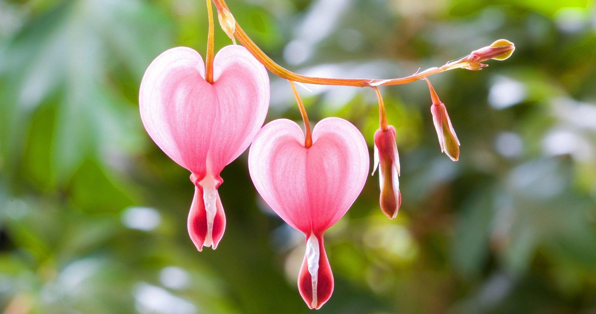 Flower UHD Wallpapers - Wallpaper Cave