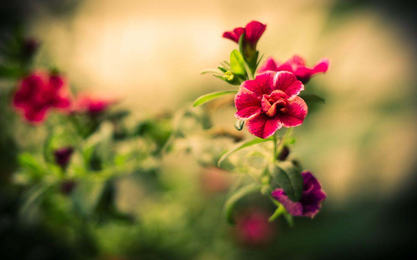 Flower UHD Wallpapers - Wallpaper Cave