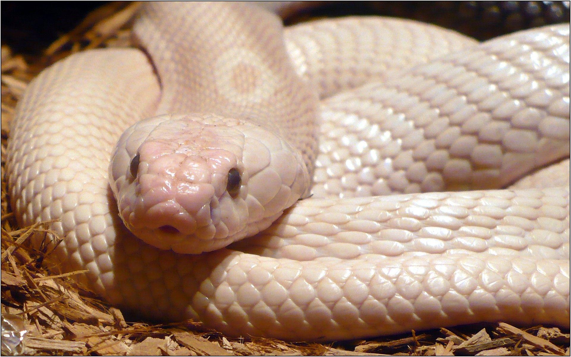 White Snake Wallpapers - Wallpaper Cave